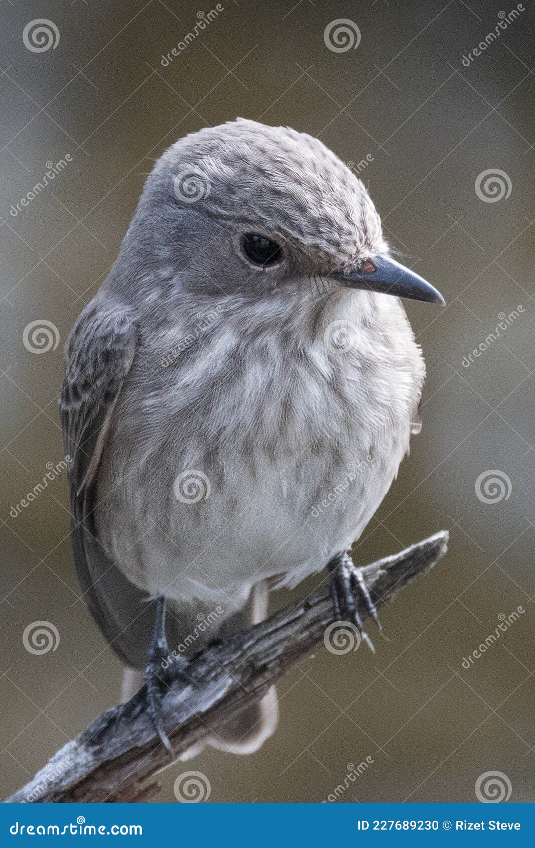 Flycatcher bird in a swamp stock photo. Image of flycatcher - 227689230