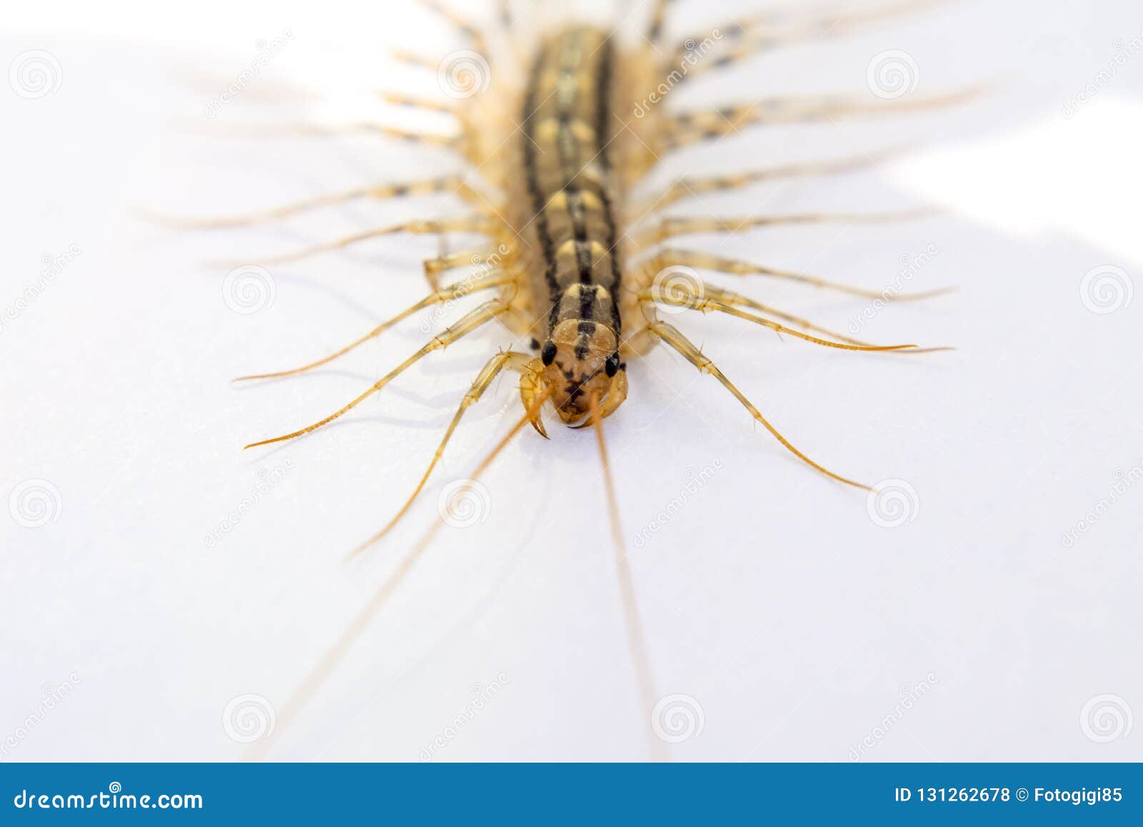 The Flycatcher. Scutigera Coleoptrata. Centipede Flycatcher, Insect ...