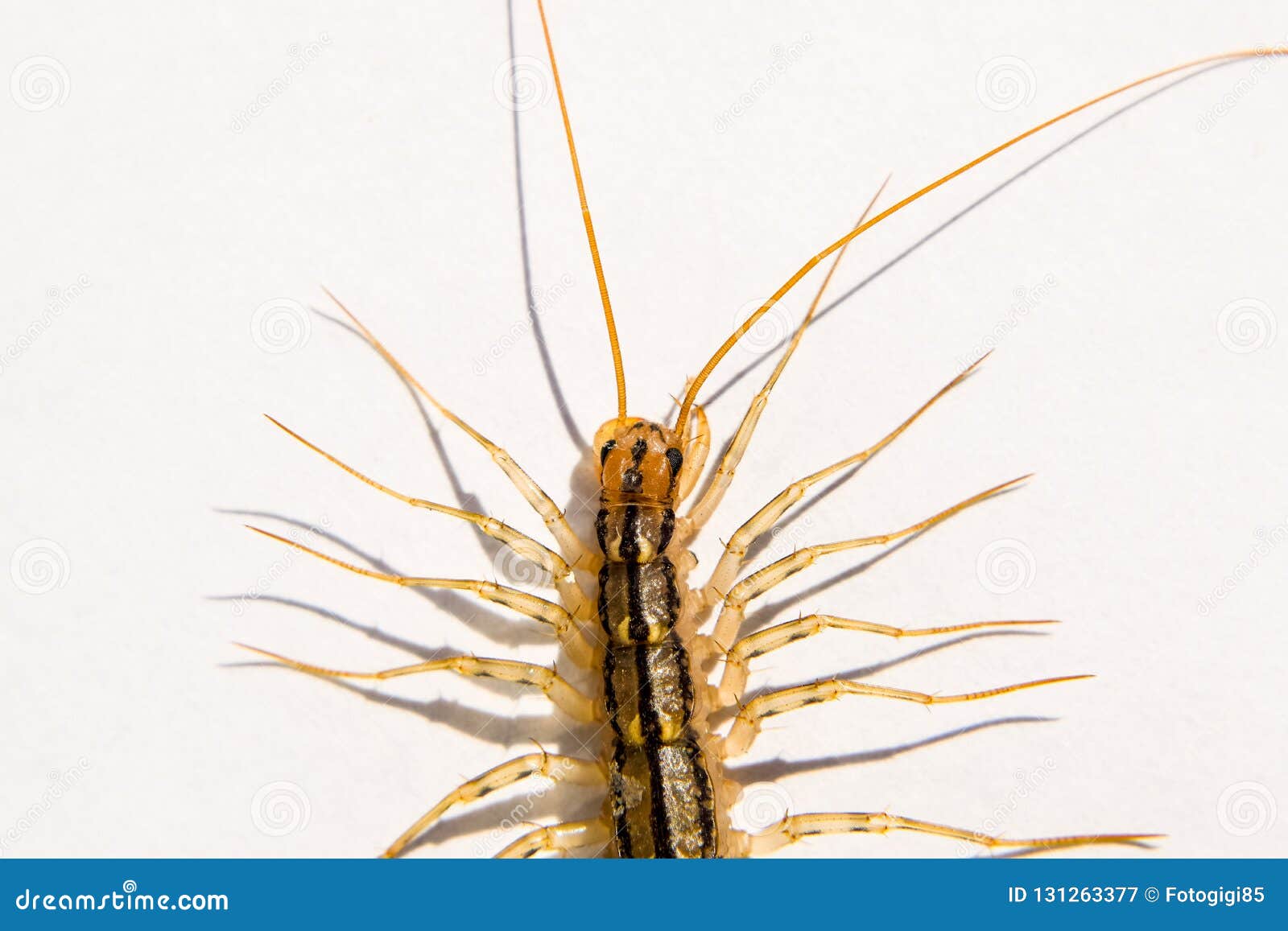 The Flycatcher. Scutigera Coleoptrata. Centipede Flycatcher, Insect ...