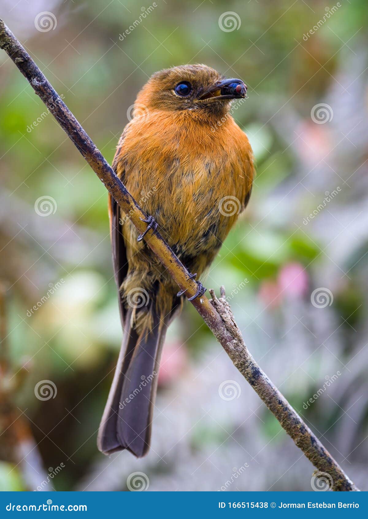 Flycatcher with Food in Its Beak Stock Photo - Image of amazonian ...