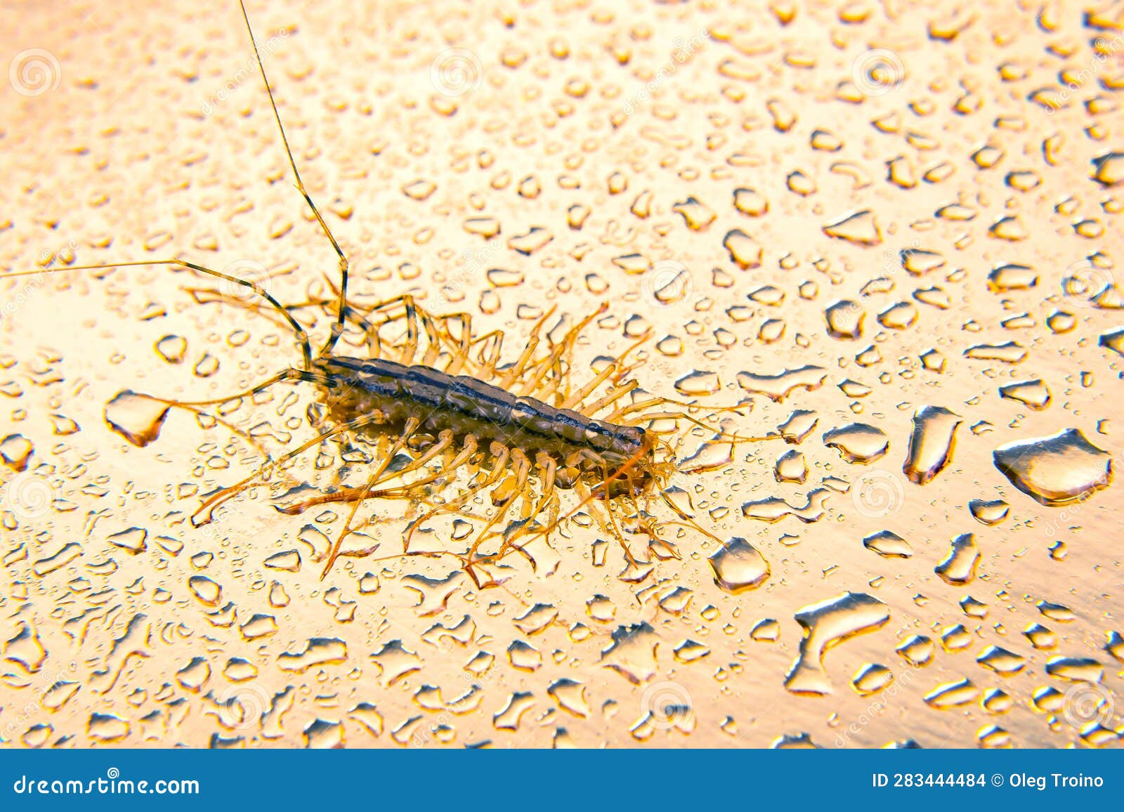 The Flycatcher Scolopendra. Centipede Flycatcher, Insect Predator ...