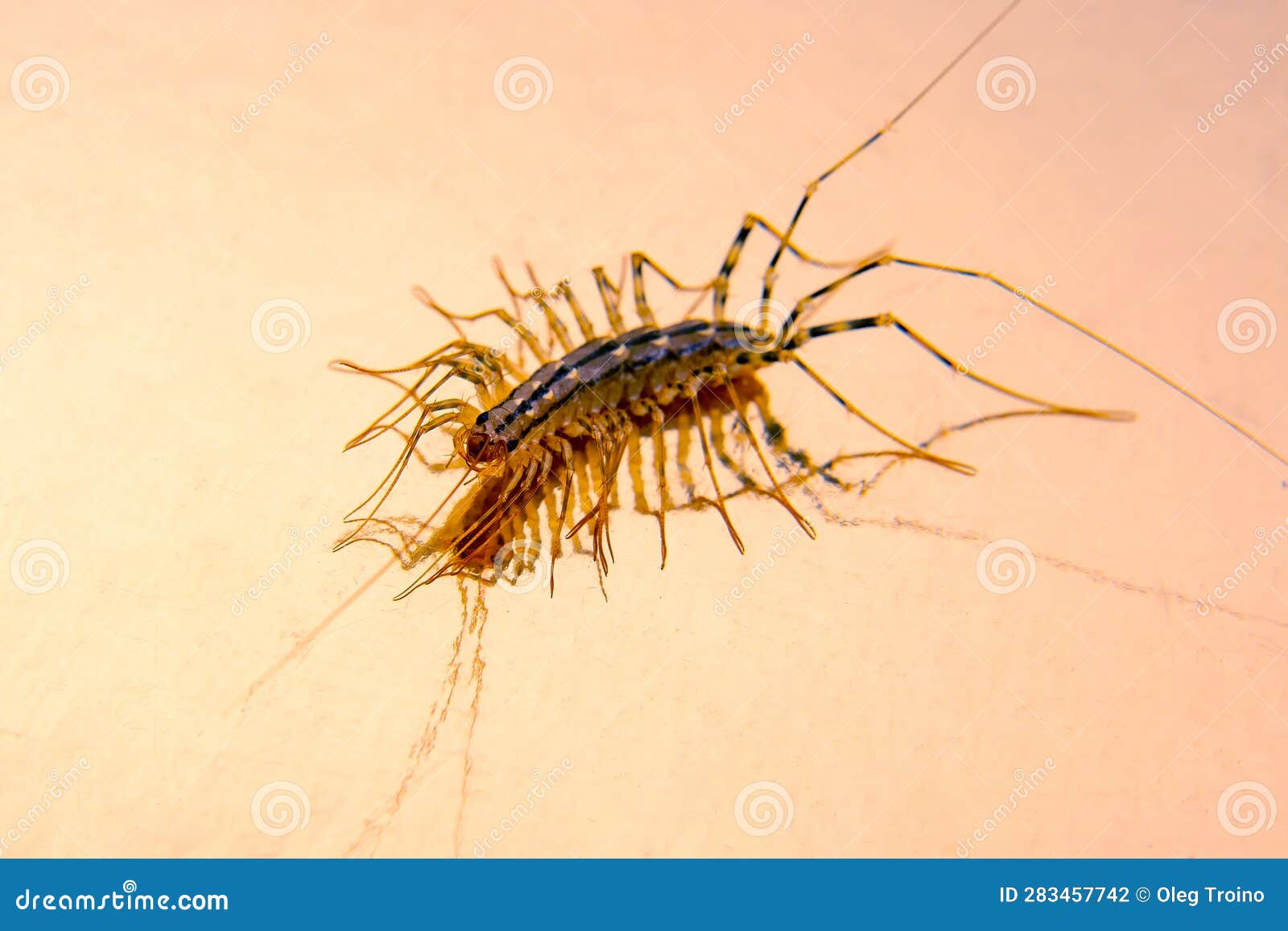 The Flycatcher Scolopendra. Centipede Flycatcher, Insect Predator ...