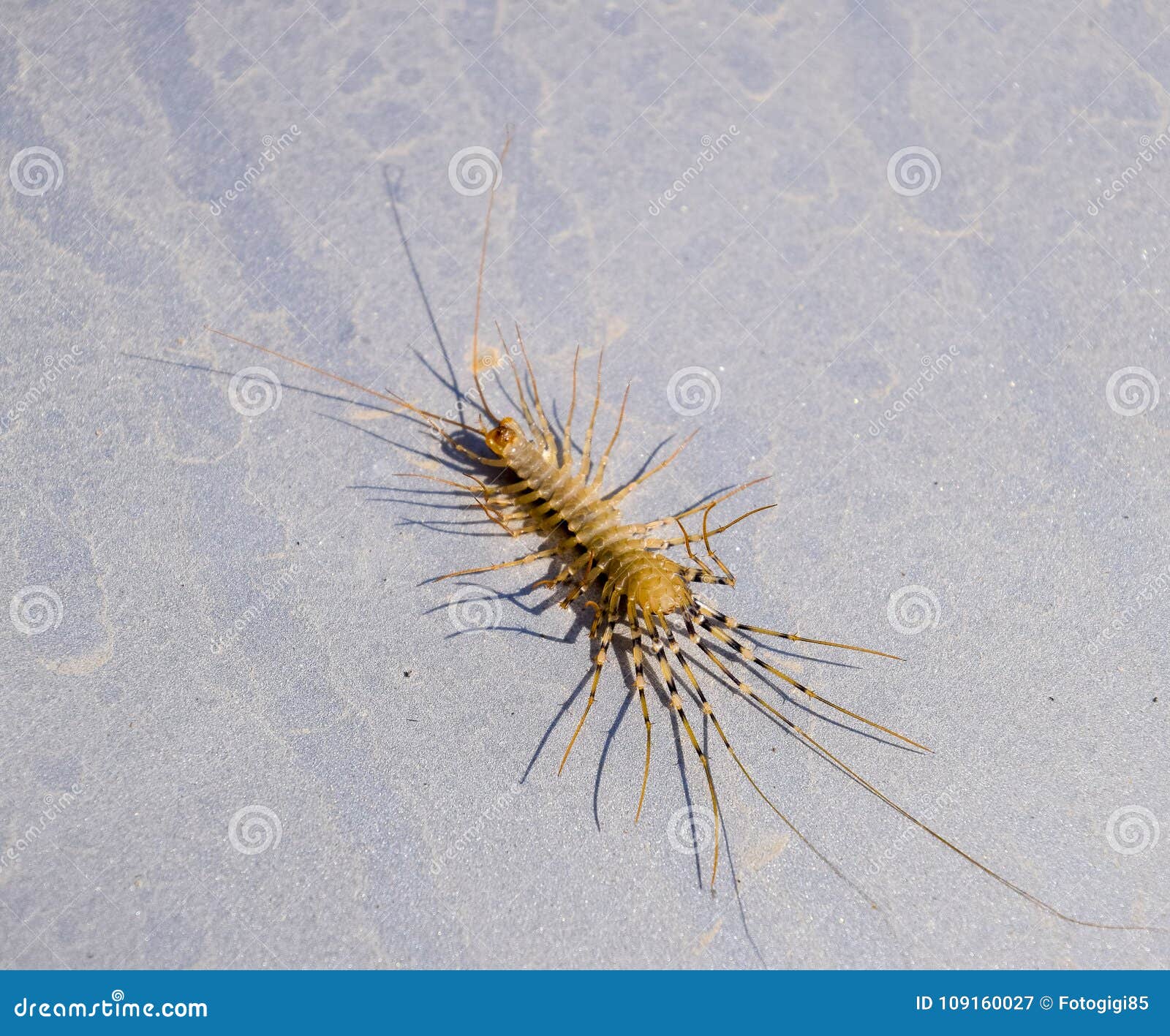 The Flycatcher. Scutigera Coleoptrata. Centipede Flycatcher, Insect ...