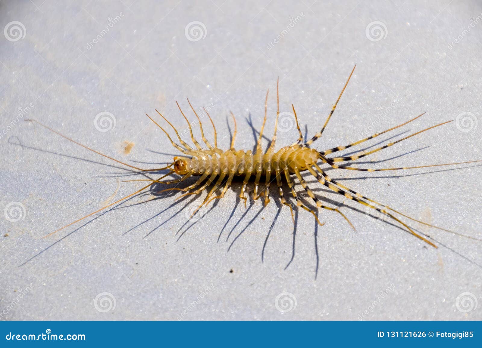 The Flycatcher. Scutigera Coleoptrata. Centipede Flycatcher, Insect ...
