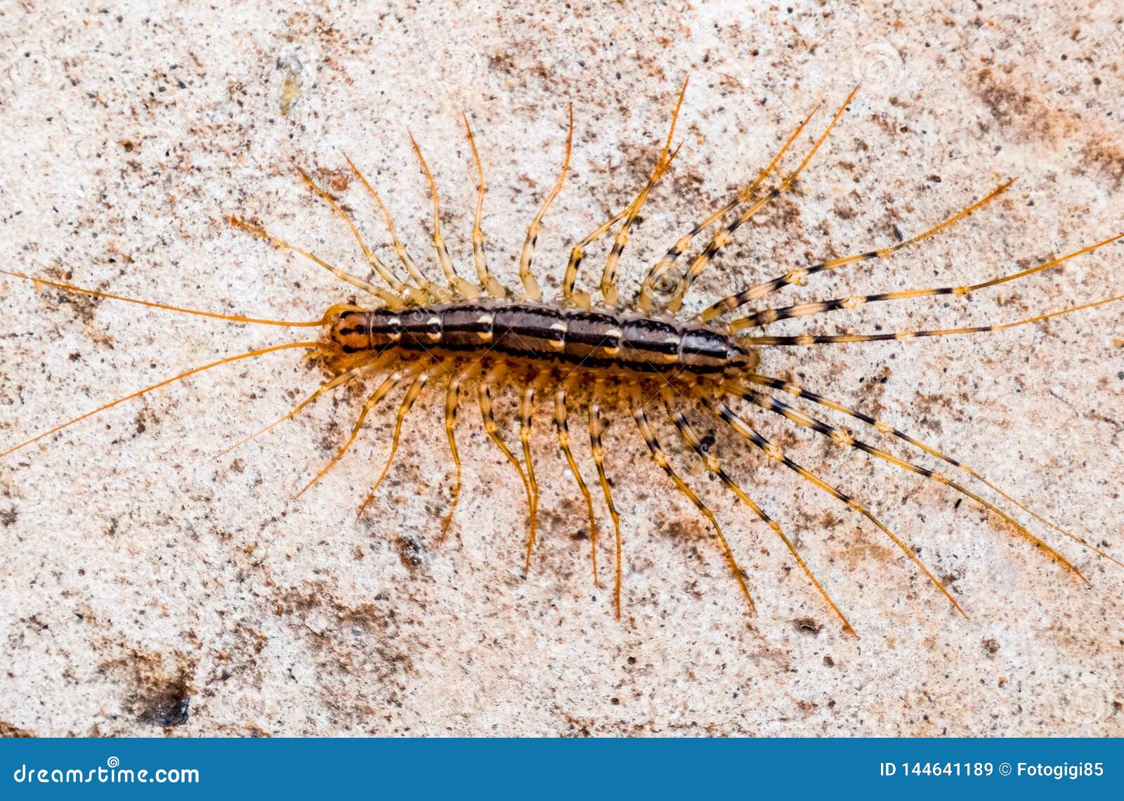 The Flycatcher. Scutigera Coleoptrata. Centipede Flycatcher, Insect ...