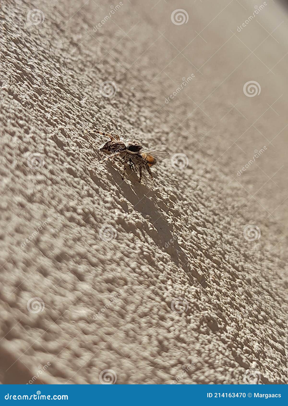 Flycatcher Spider Caught Fly Stock Photo - Image of caught, spider ...