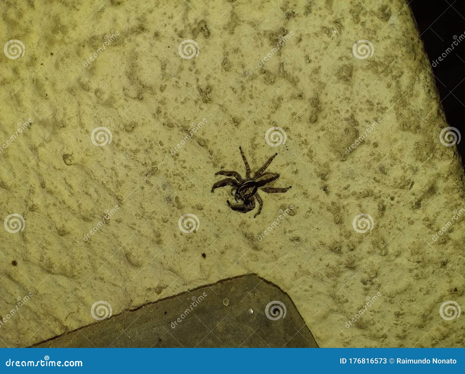 Flycatcher Spider Ready for Attack Stock Image - Image of attack, wild ...