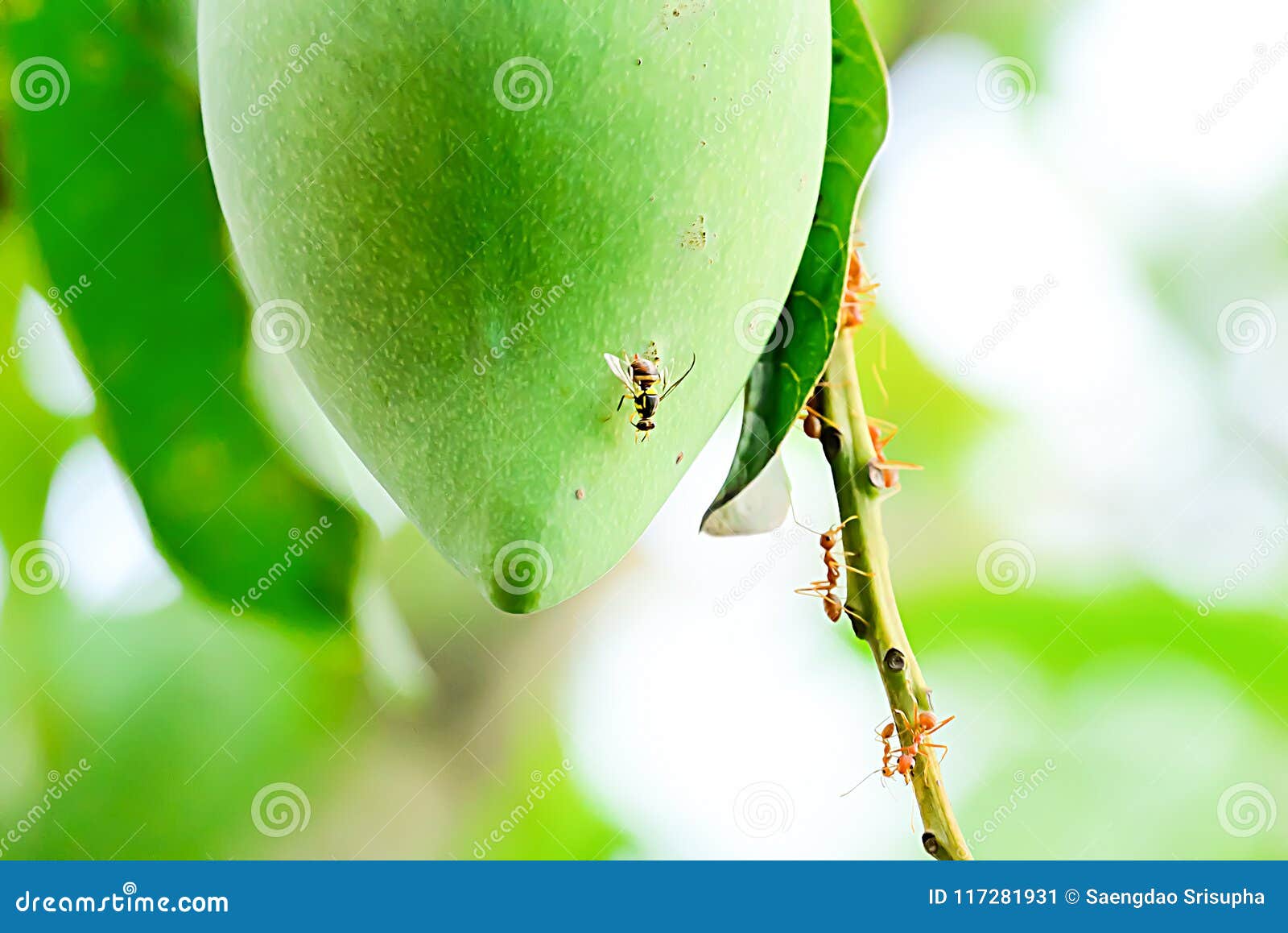 Guava Fruit Fly To Catch the Fruit. Stock Image - Image of beauty ...