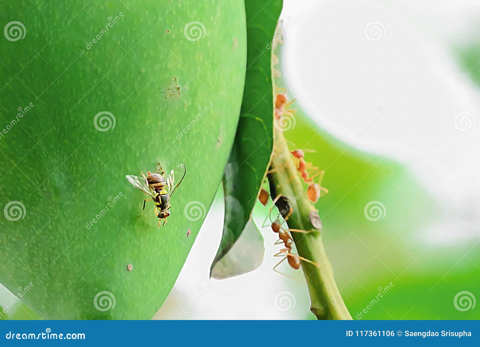 Guava Fruit Fly To Catch the Fruit. Stock Photo - Image of background ...