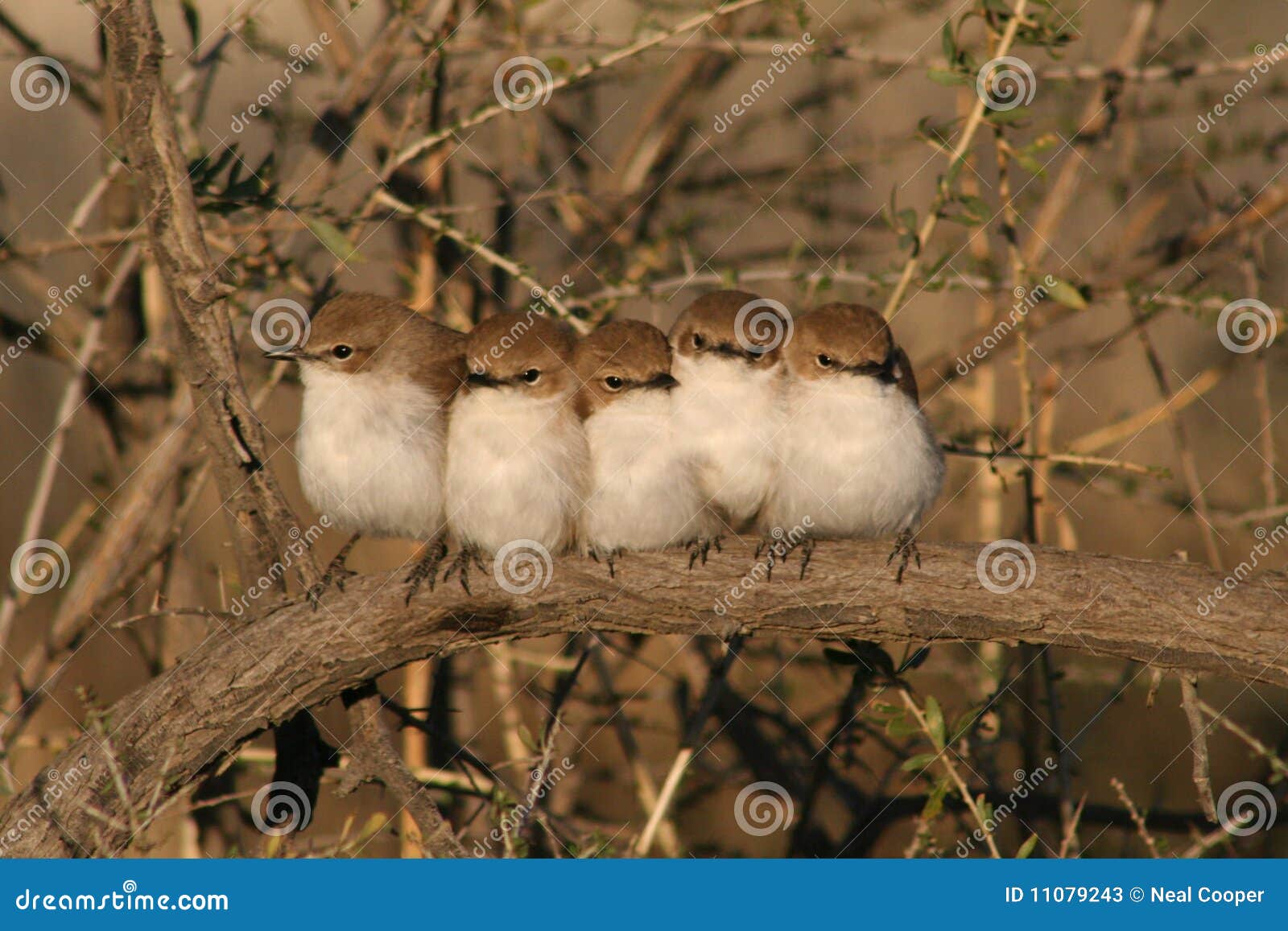 Flycatchers stock image. Image of small, southern, kalahari - 11079243