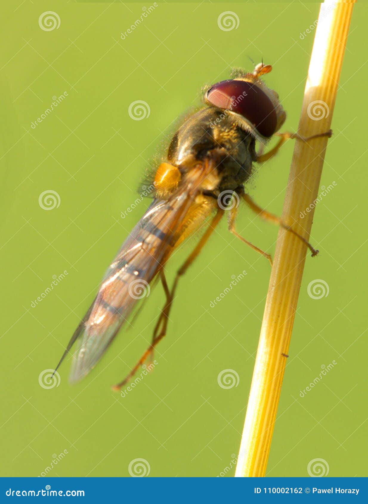 Flycatchers, Double Wing Diptera Stock Photo - Image of insect, brown ...
