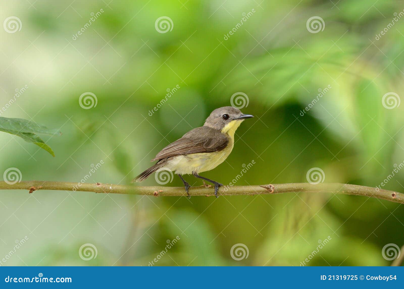Flyeater bird stock image. Image of thailand, tropical - 21319725