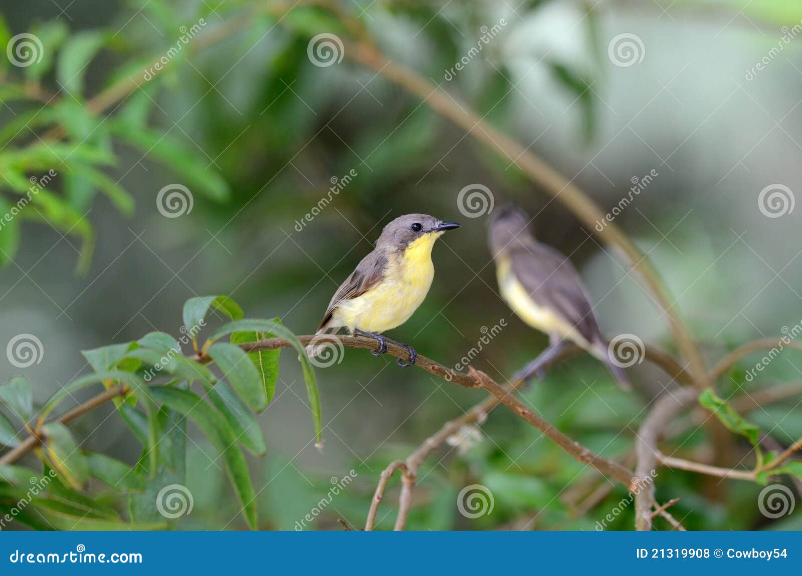 Flyeater bird stock photo. Image of birder, nature, wings - 21319908