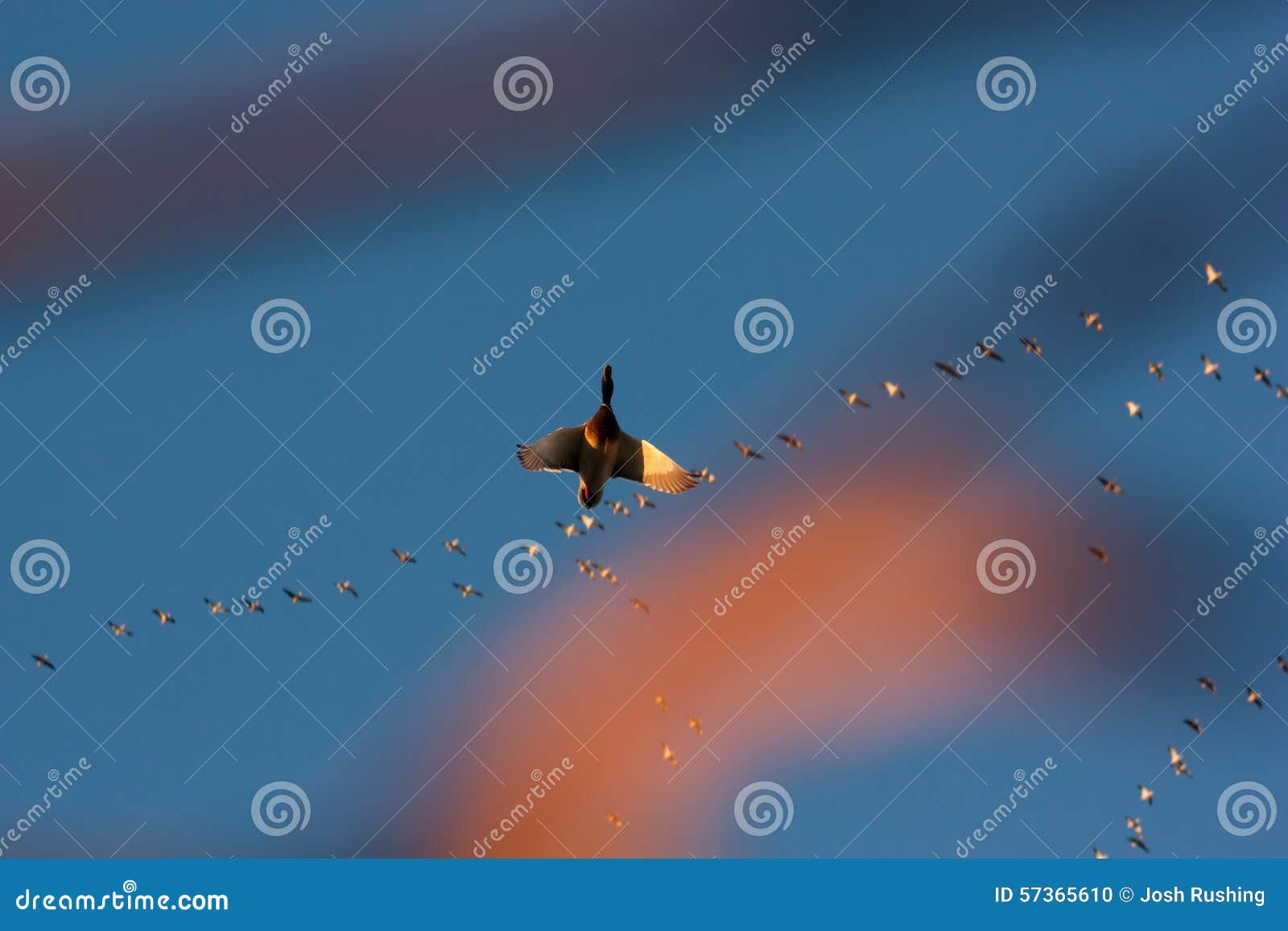 Flyga high arkivfoto. Bild av natur, flyttning, flyg - 57365610