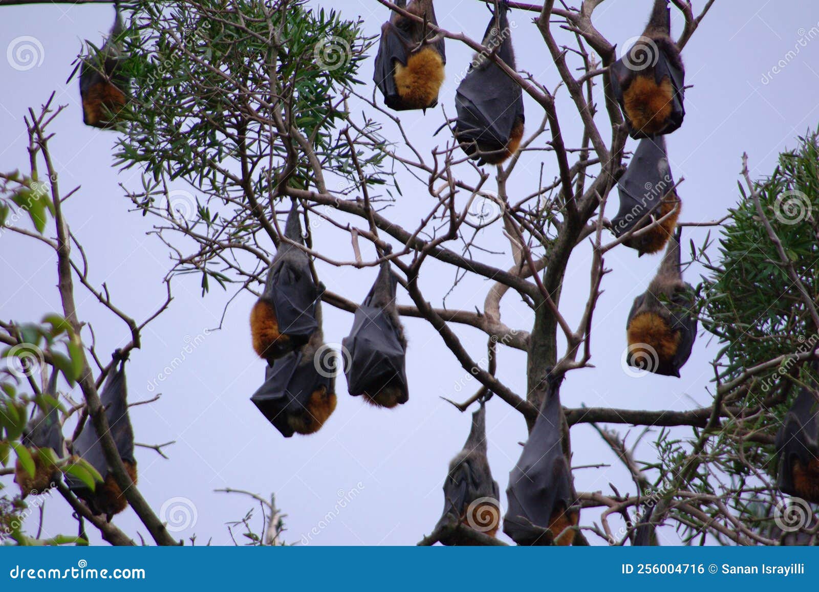 Flyghundar arkivfoto. Bild av koloni, flyg, frukt, räv - 256004716