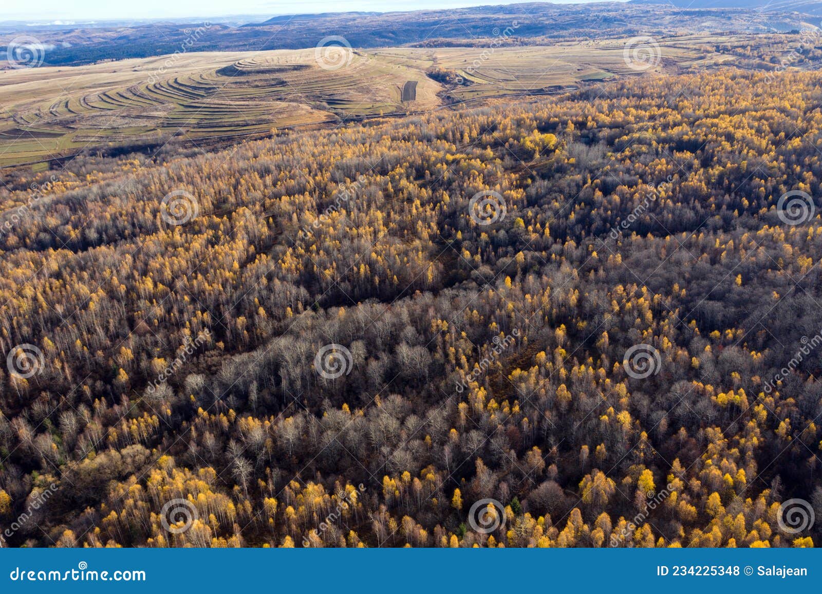 Flying Above of Canopy of Birch Tree Forest. Aerial View Stock Photo ...