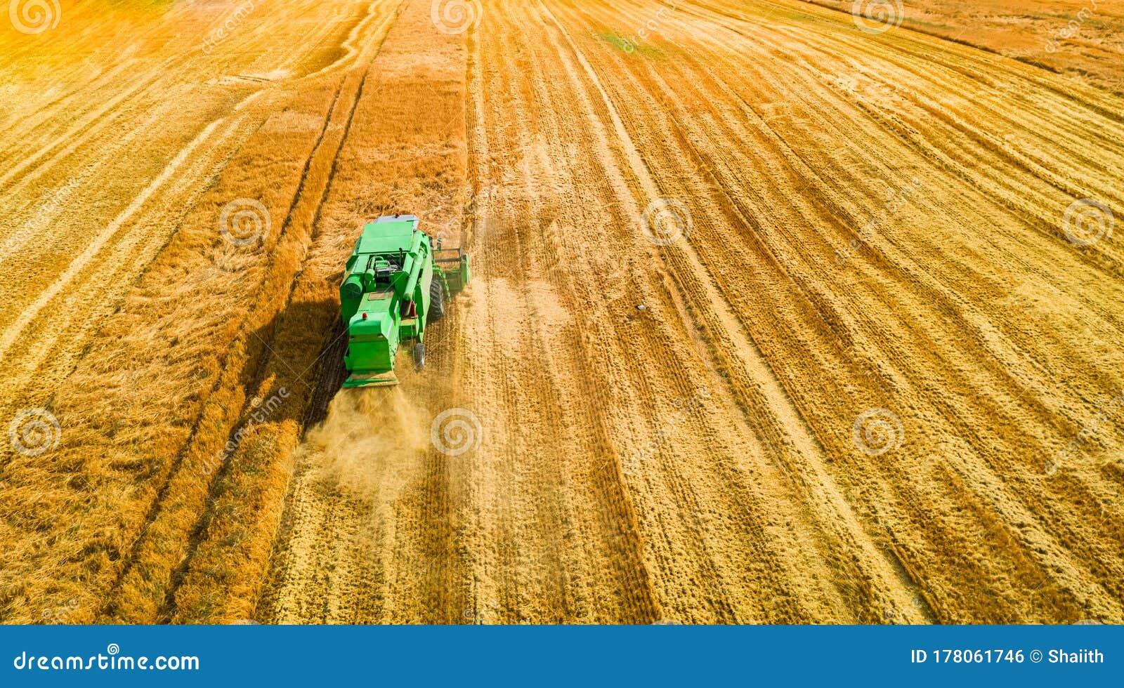 Flying Above Combine Working on Gold Field in Summer Stock Photo ...
