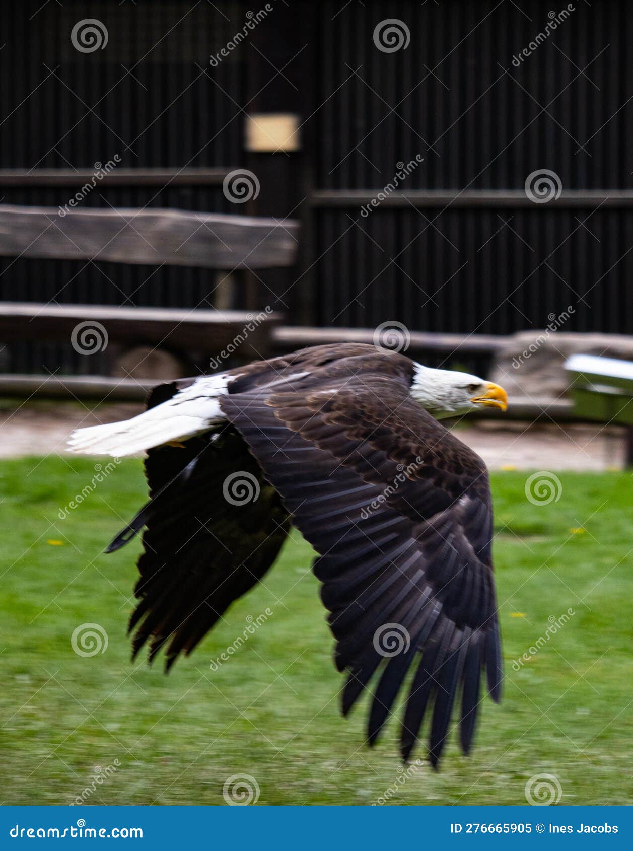 Bald eagle stock image. Image of bird, buzzard, eagle - 276665905