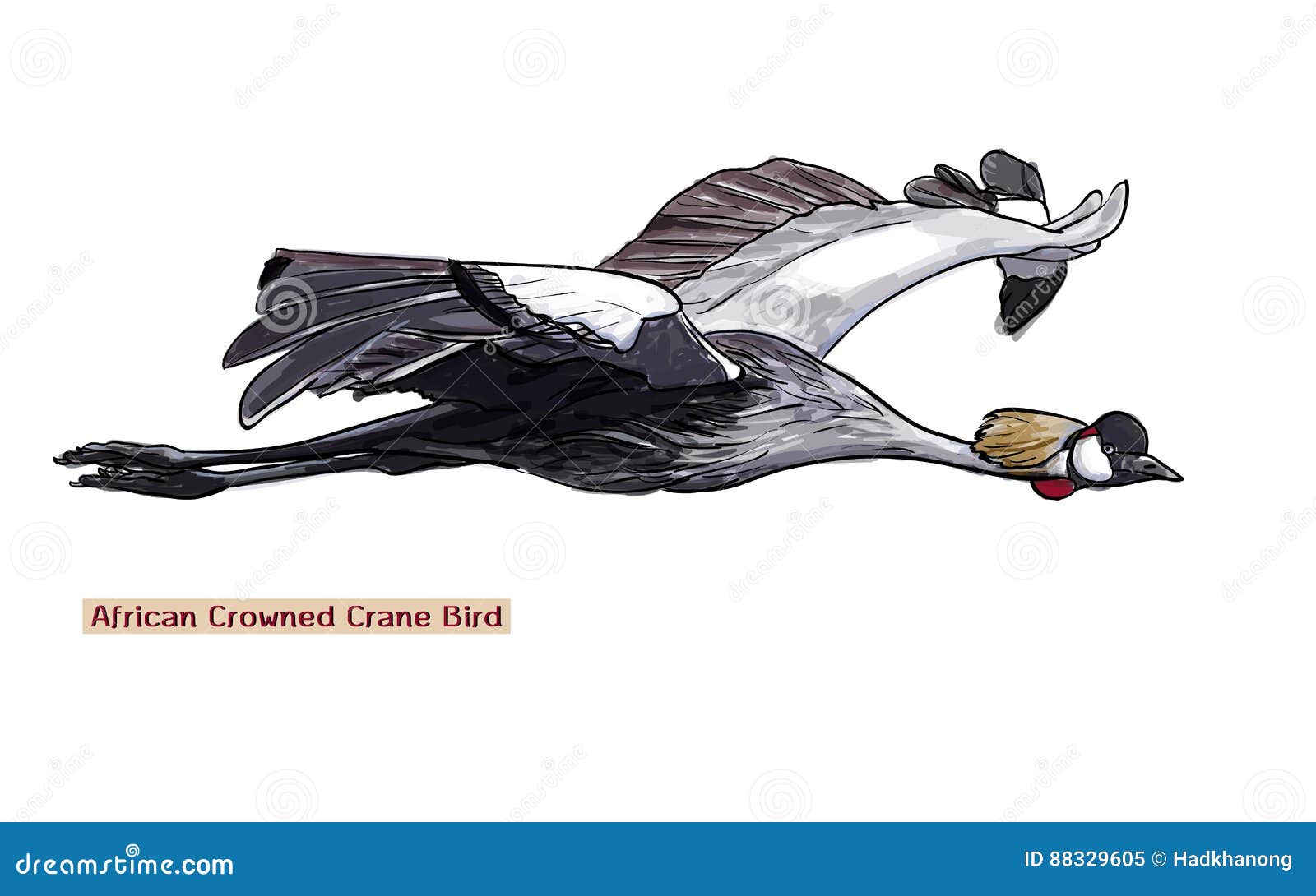 Flying African Crowned Crane Bird Stock Vector - Illustration of ...