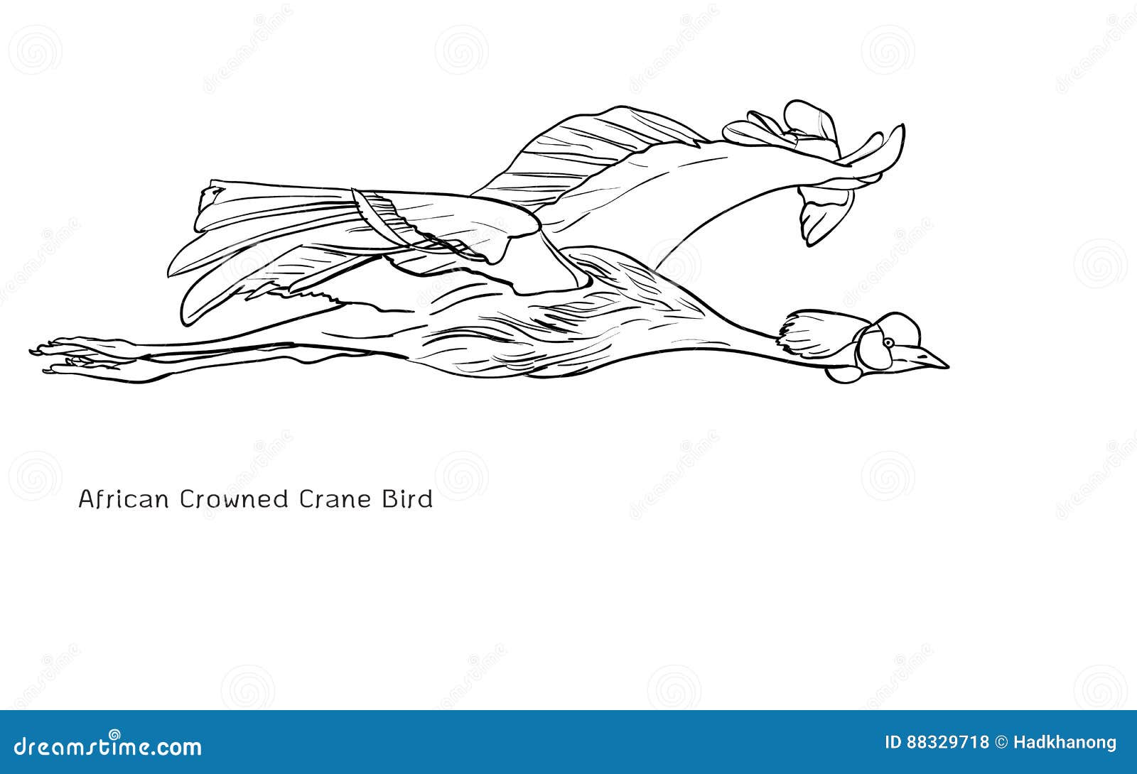 Flying African Crowned Crane Bird Stock Vector - Illustration of ...
