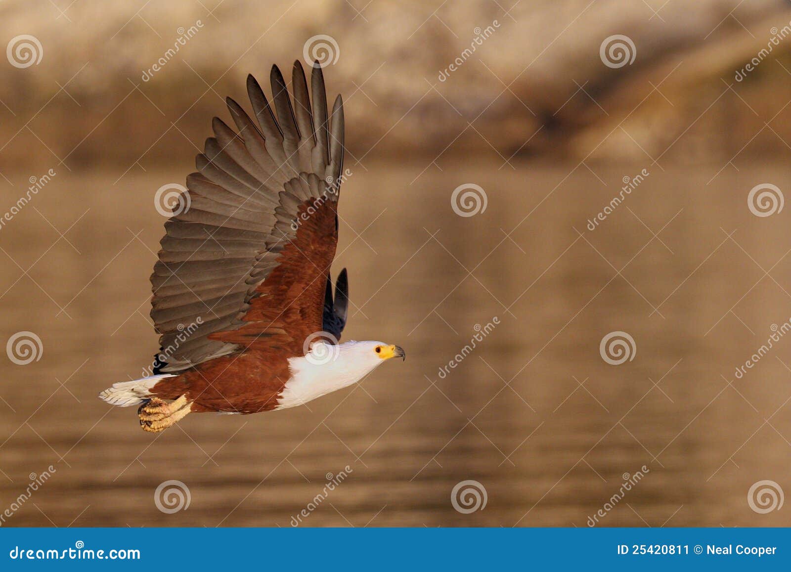 Flying African Fish Eagle Over Water Stock Image - Image of eagle, bird ...