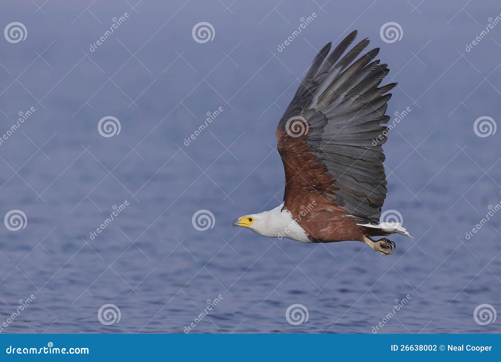 Flying African Fish Eagle Over Water Stock Photo - Image of fish, water ...