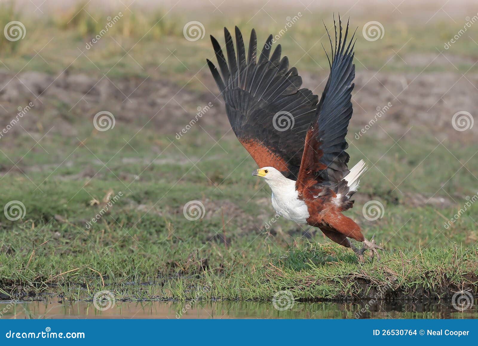 Flying African Fish Eagle Taking Off From Dead Tree Royalty-Free Stock ...