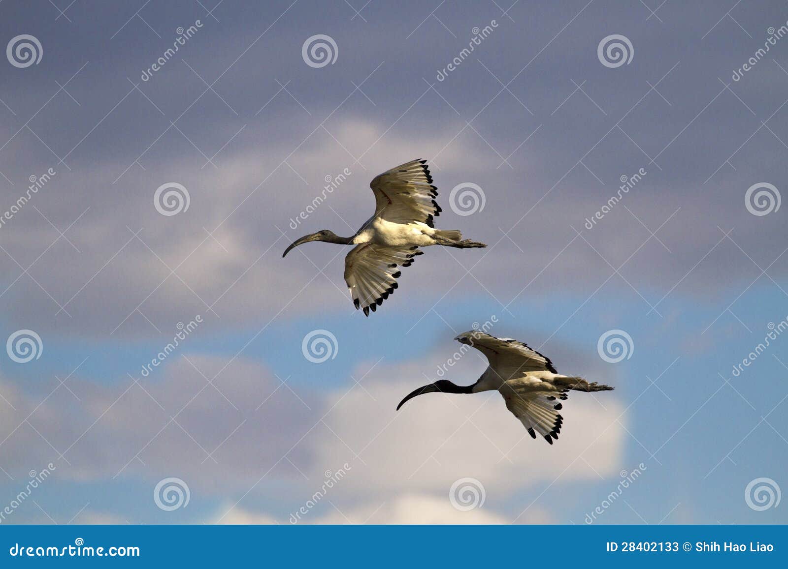 Flying African Sacred Ibis stock image. Image of african - 28402133