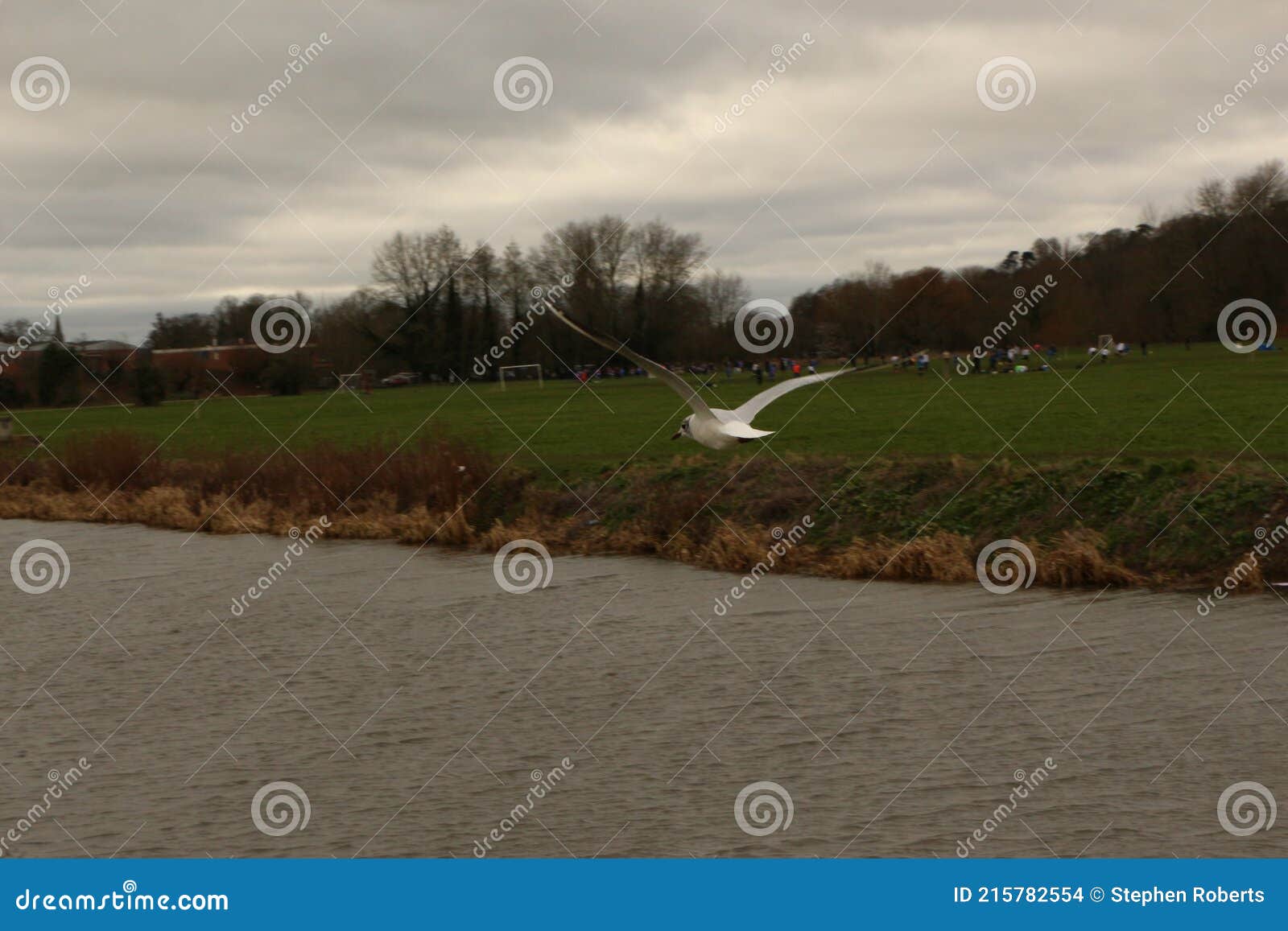 Flying through the Air and Soaring on the Wind Stock Photo - Image of ...