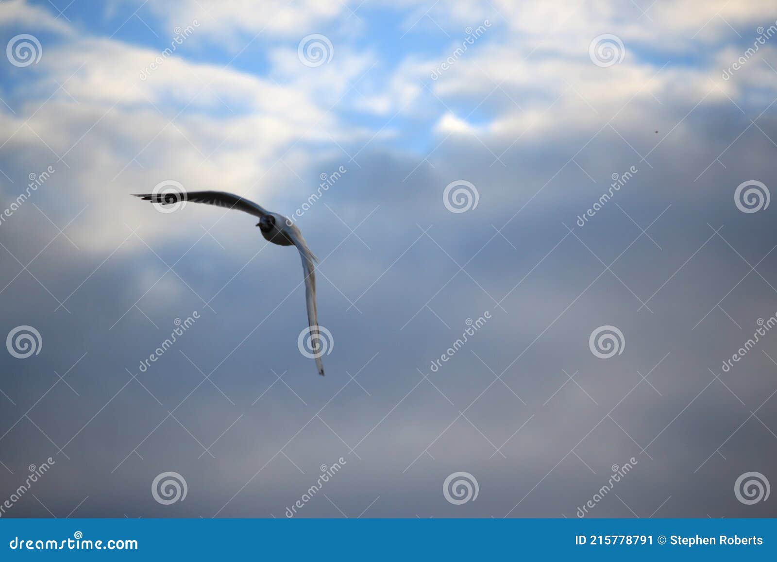 Flying through the Air and Soaring on the Wind Stock Image - Image of ...