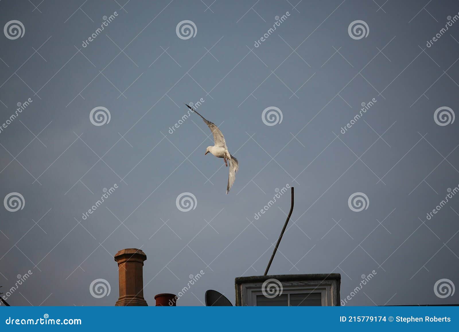 Flying through the Air and Soaring on the Wind Stock Photo - Image of ...