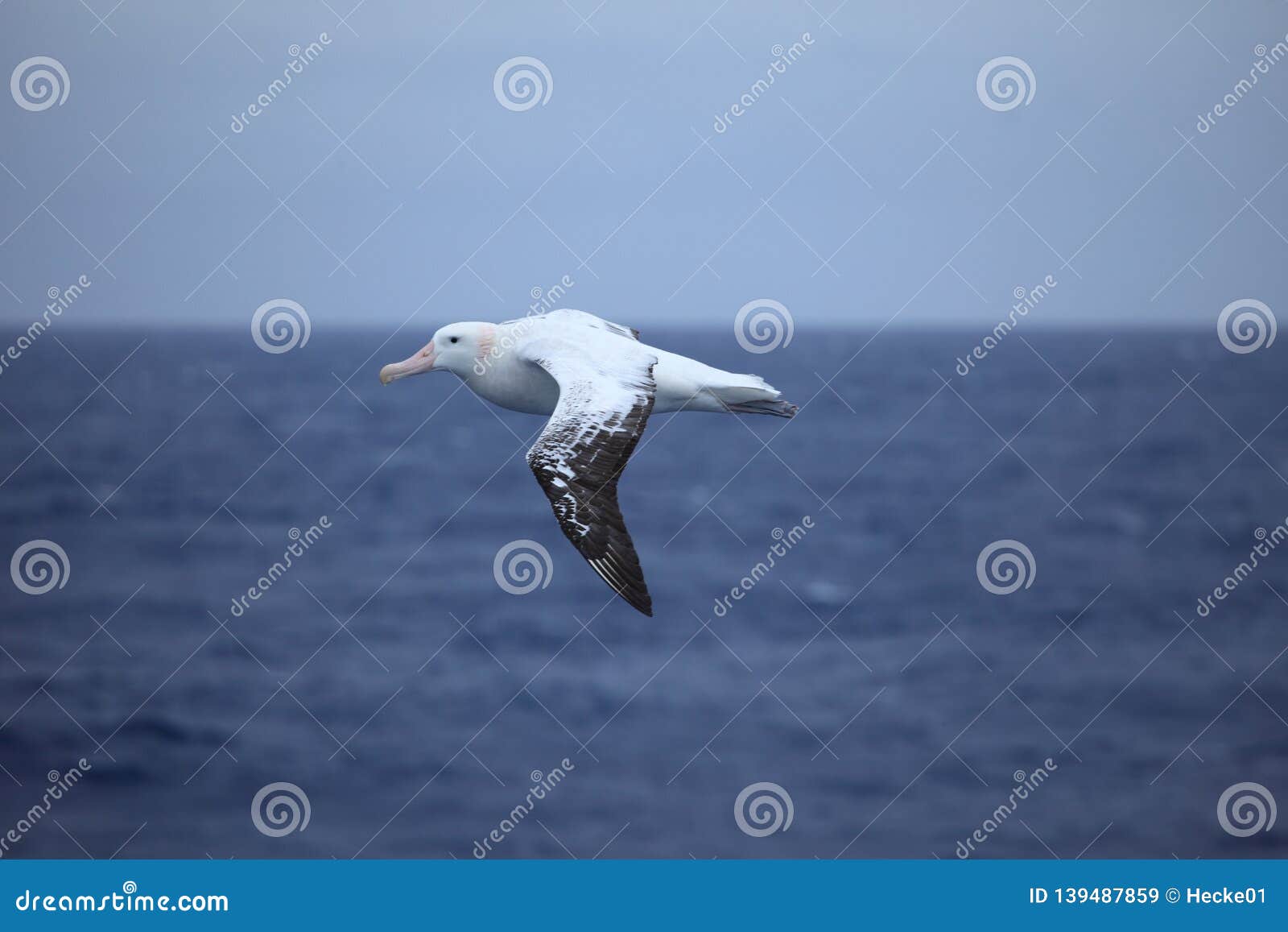 Flying Albatros Bird stock image. Image of beautiful - 139487859
