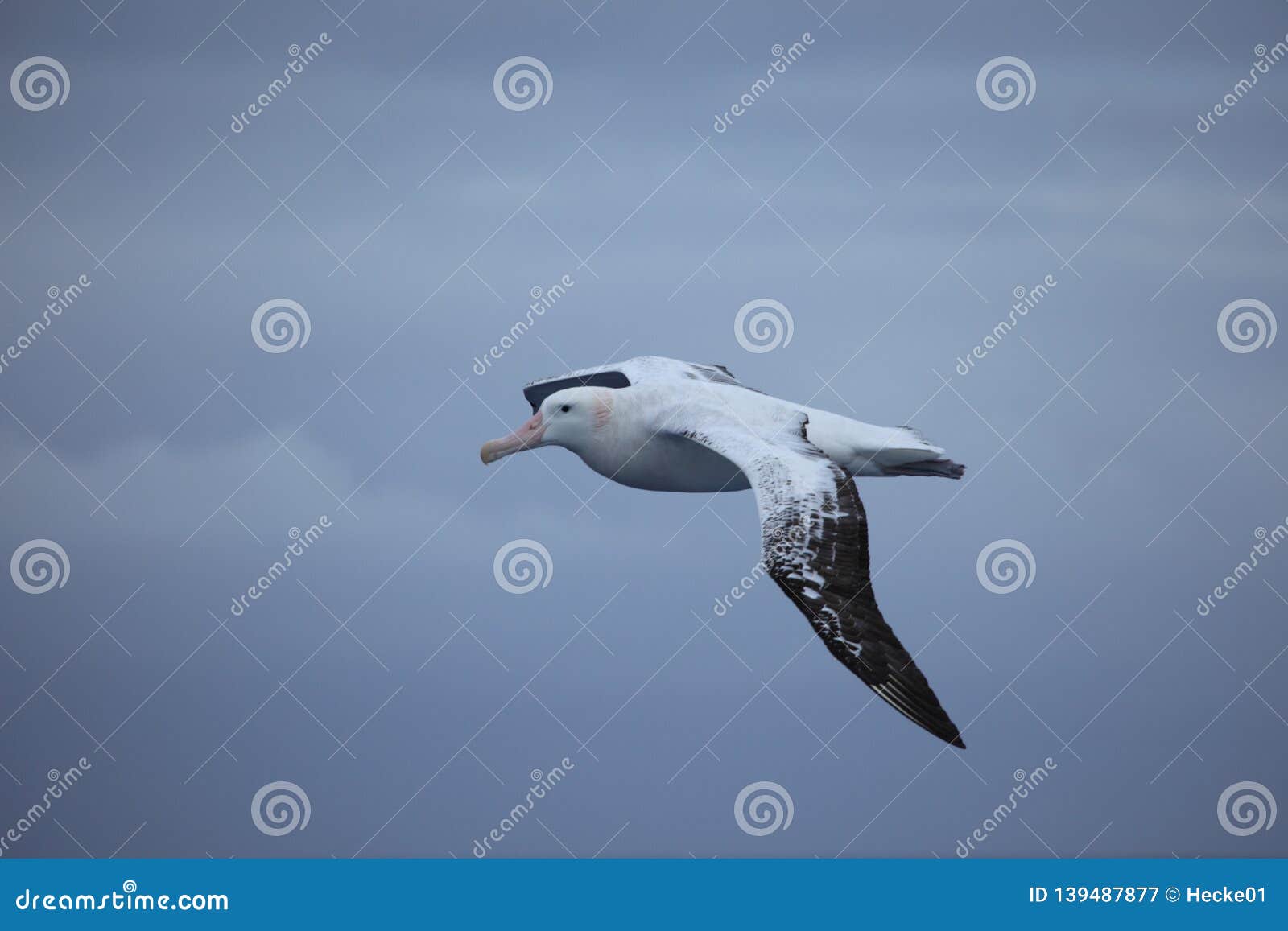 Flying Albatros Bird stock image. Image of feather, albatros - 139487877