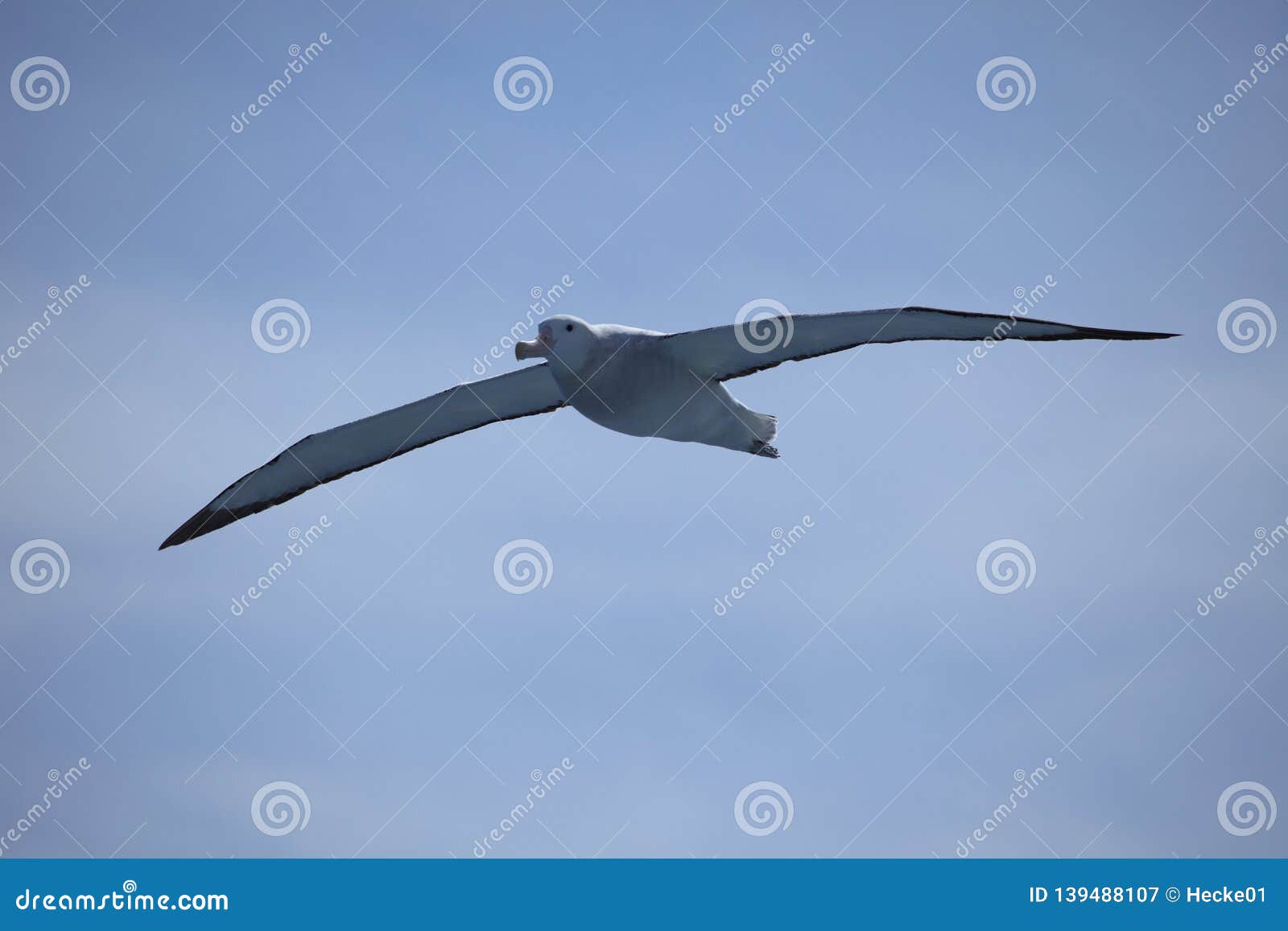 Flying Albatros Bird stock image. Image of ocean, beak - 139488107