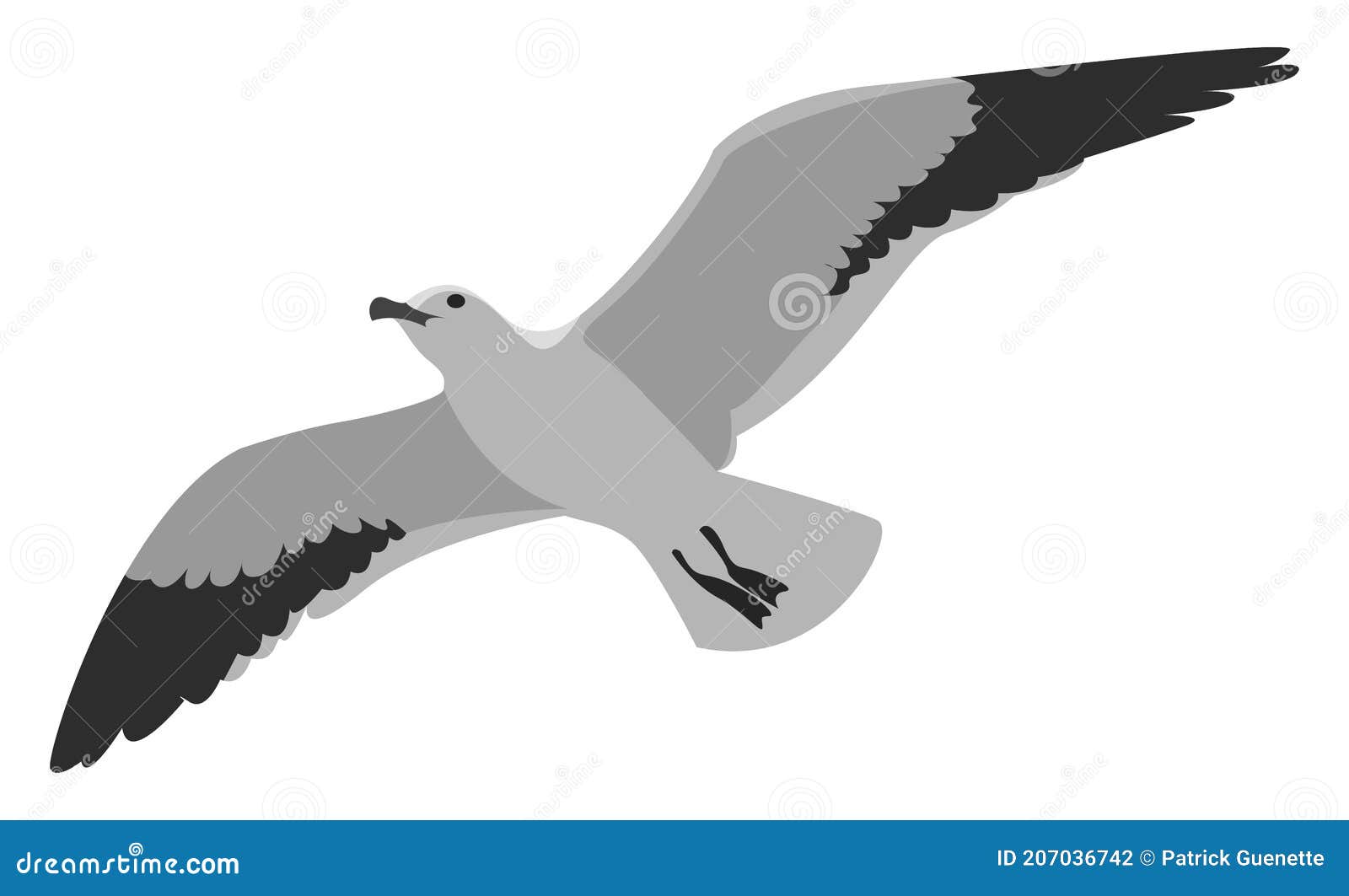 Flying Albatross Silhouette Side View Preview Isolated On White ...
