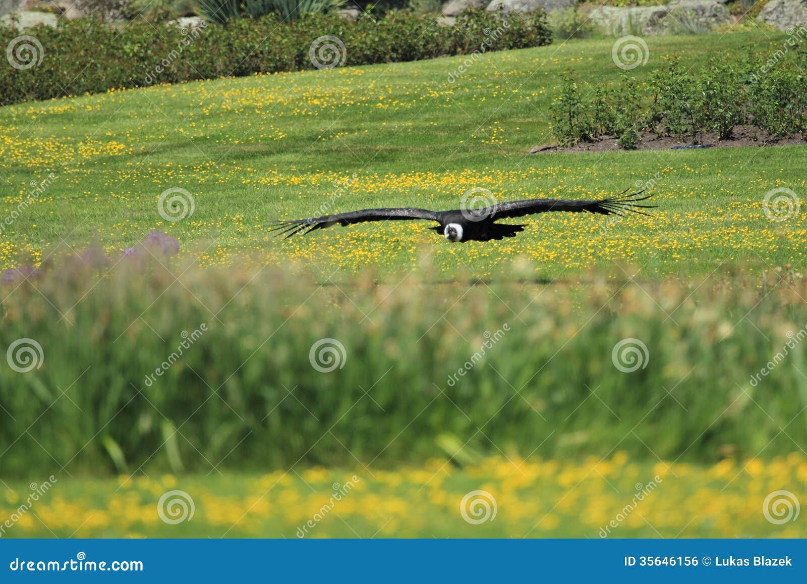 Andean Condor, Vultur Gryphus, Soaring Over The Colca Canyon In The ...