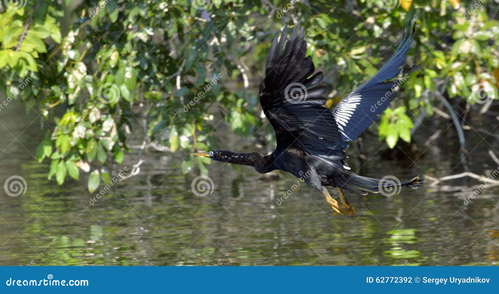 Flying Anhinga Bird, Commonly Known As the Snakebird, Stock Photo ...
