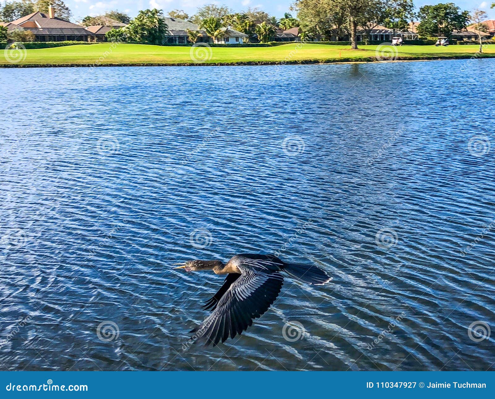 Flying anhinga stock image. Image of green, african - 110347927