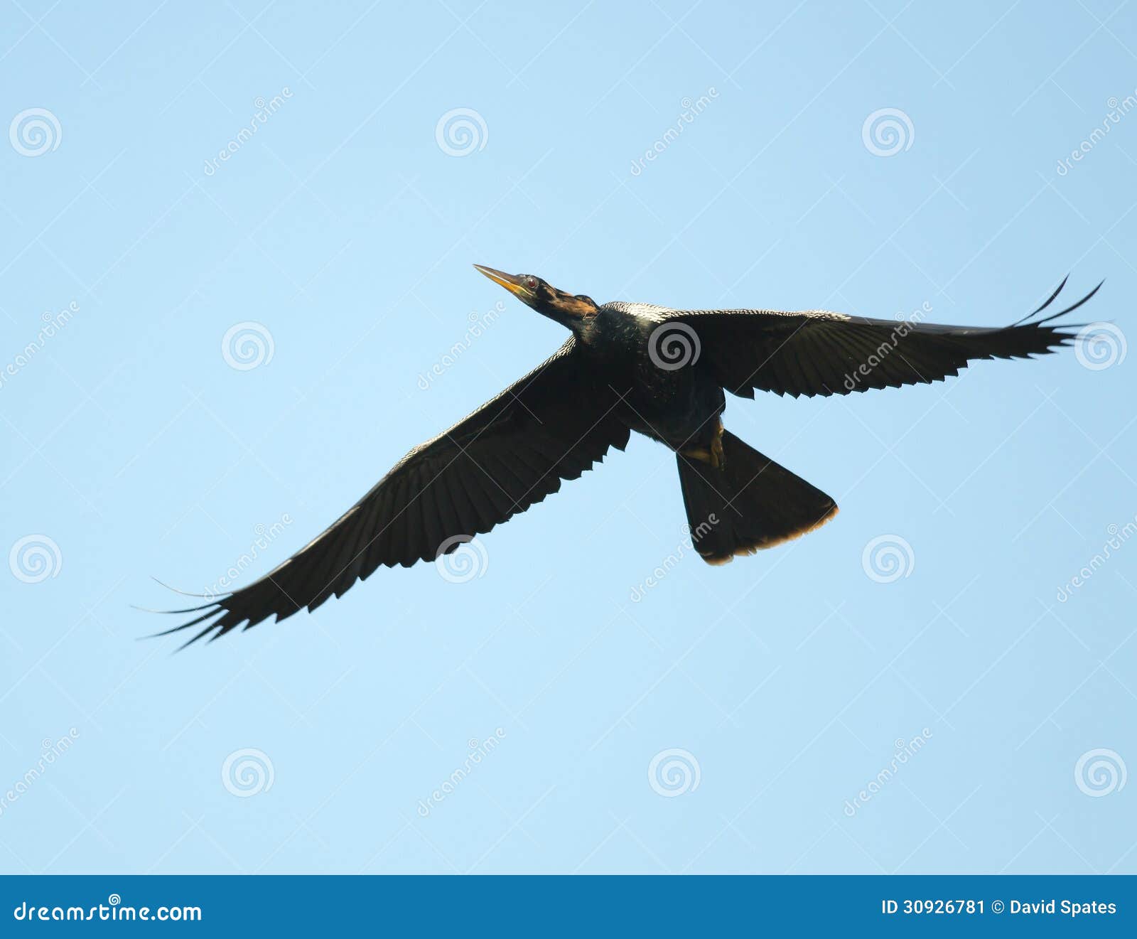 Flying Anhinga stock image. Image of anhingidae, flying - 30926781