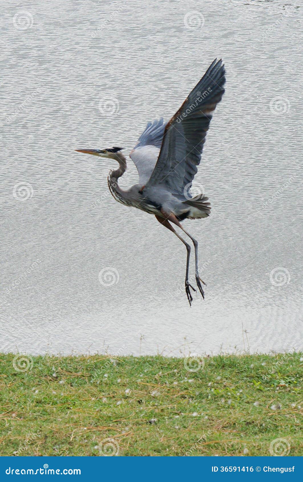A flying anhinga (bird) stock photo. Image of florida - 36591416
