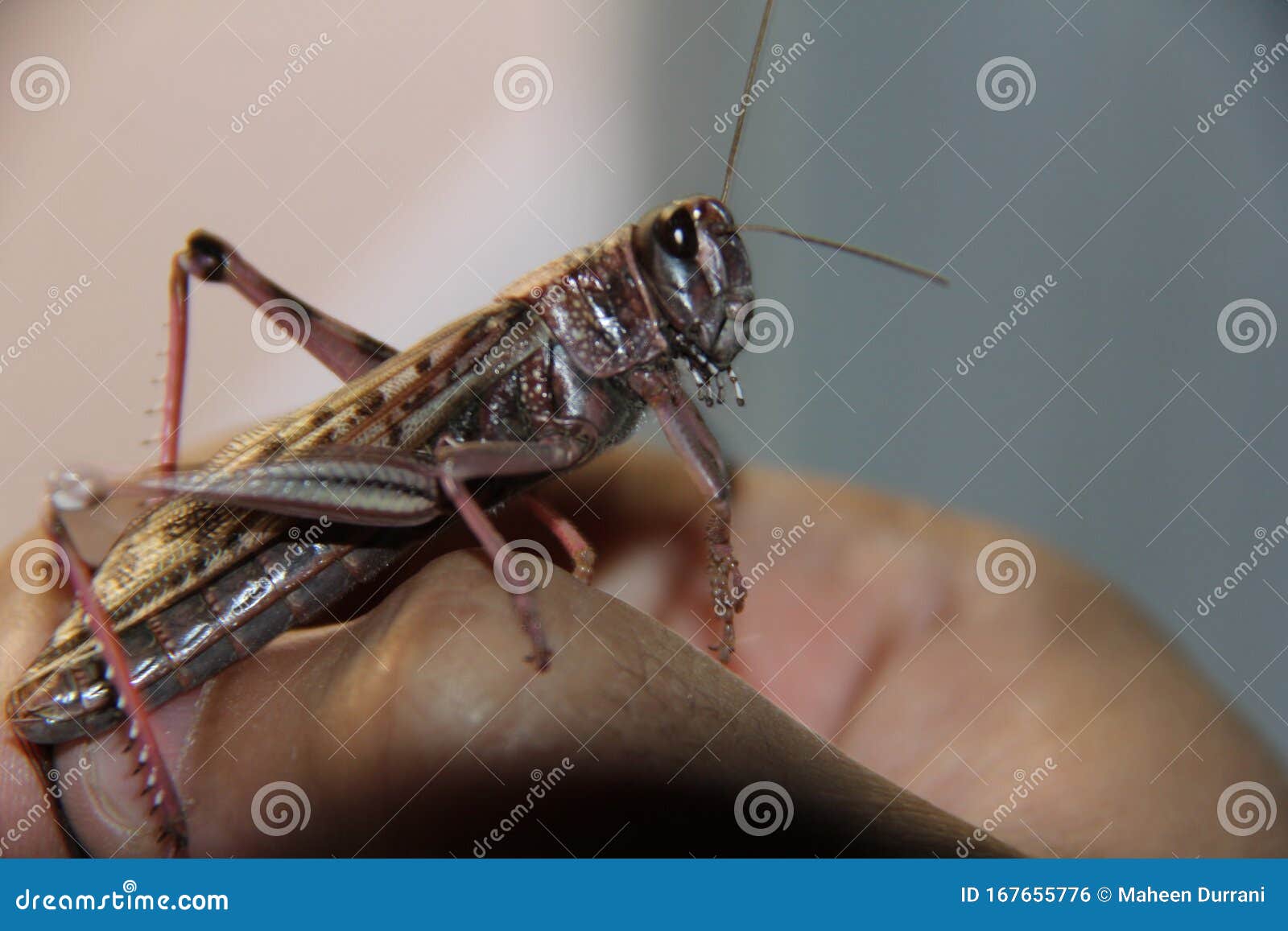 Flying Animal inserts stock photo. Image of inserts - 167655776