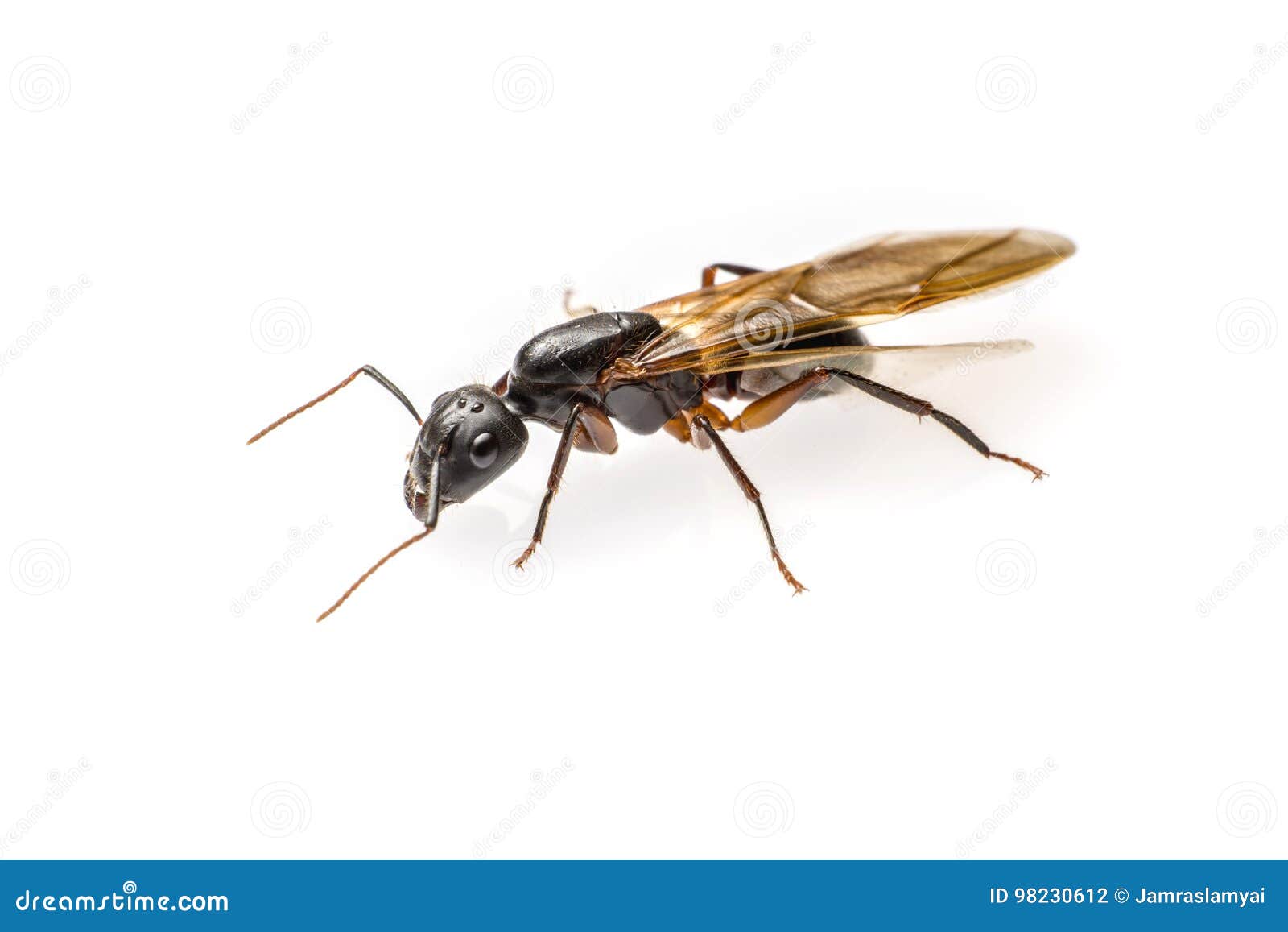 Flying Ant Isolated on White Background Stock Photo - Image of giant ...