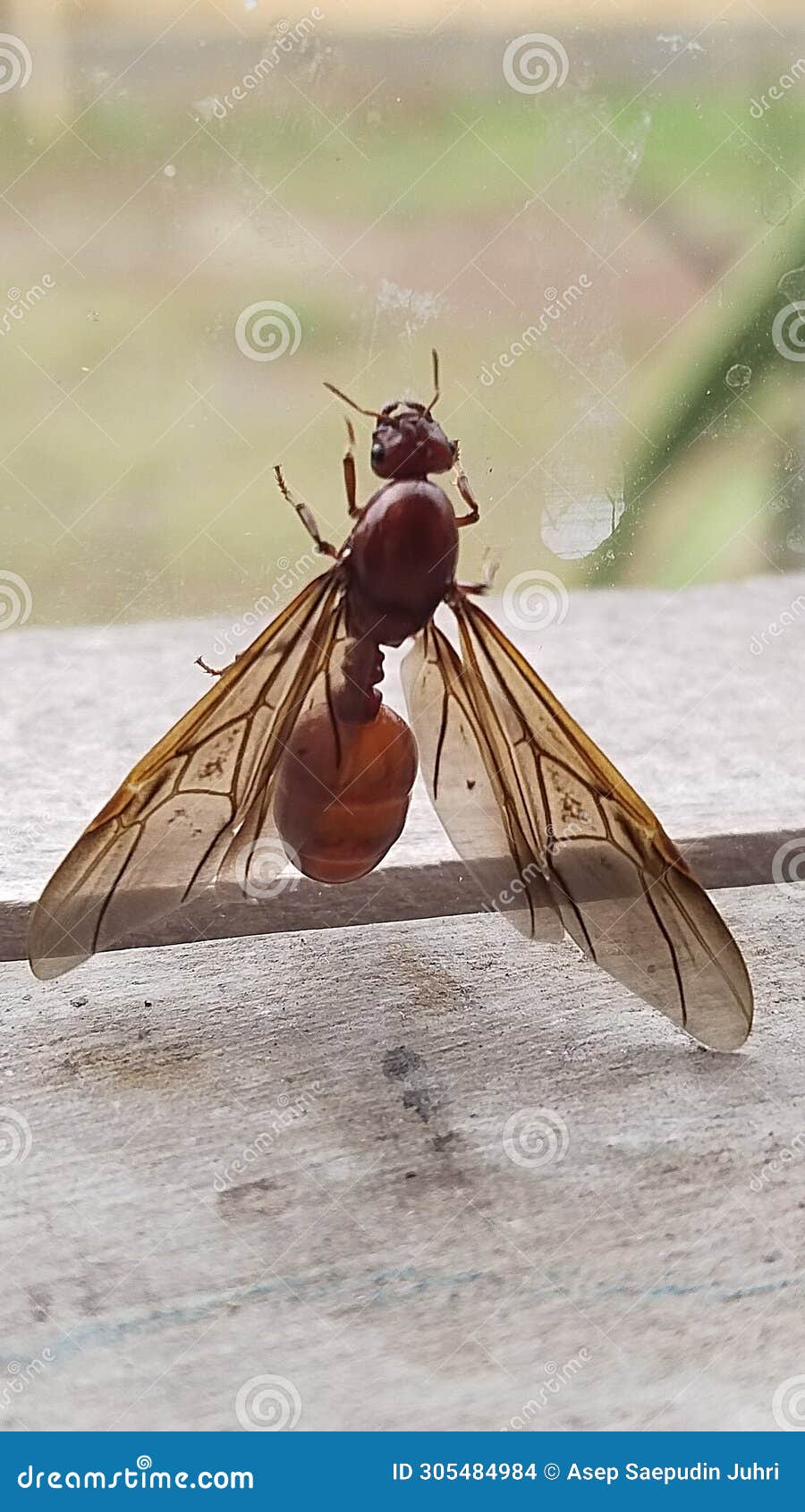 Flying ant queen stock photo. Image of catcher, light - 305484984