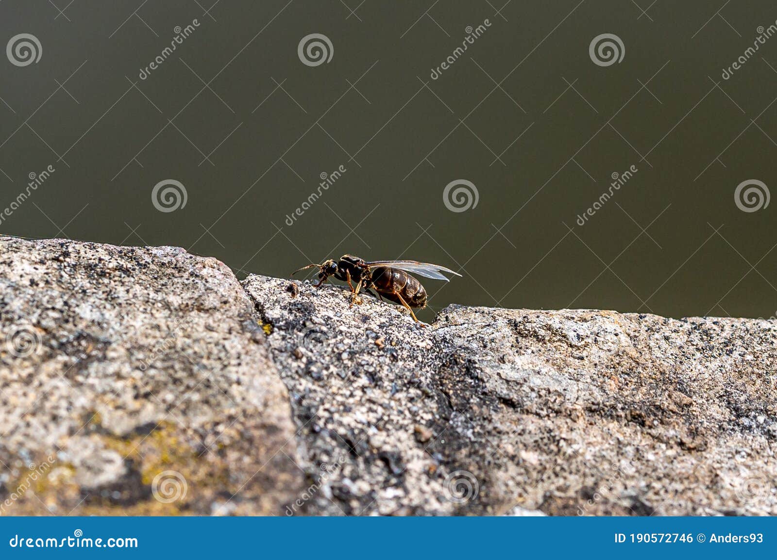 Flying Ants, Also Known As Alates Stock Photo - Image of mass, insect ...