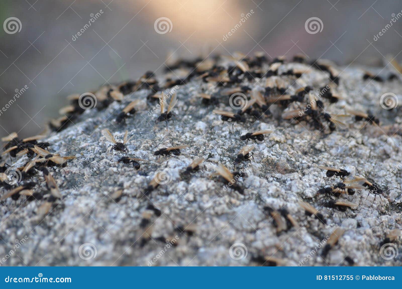 Flying Ants Hatching Out And Flying From Green Grass Stems Stock Photo ...