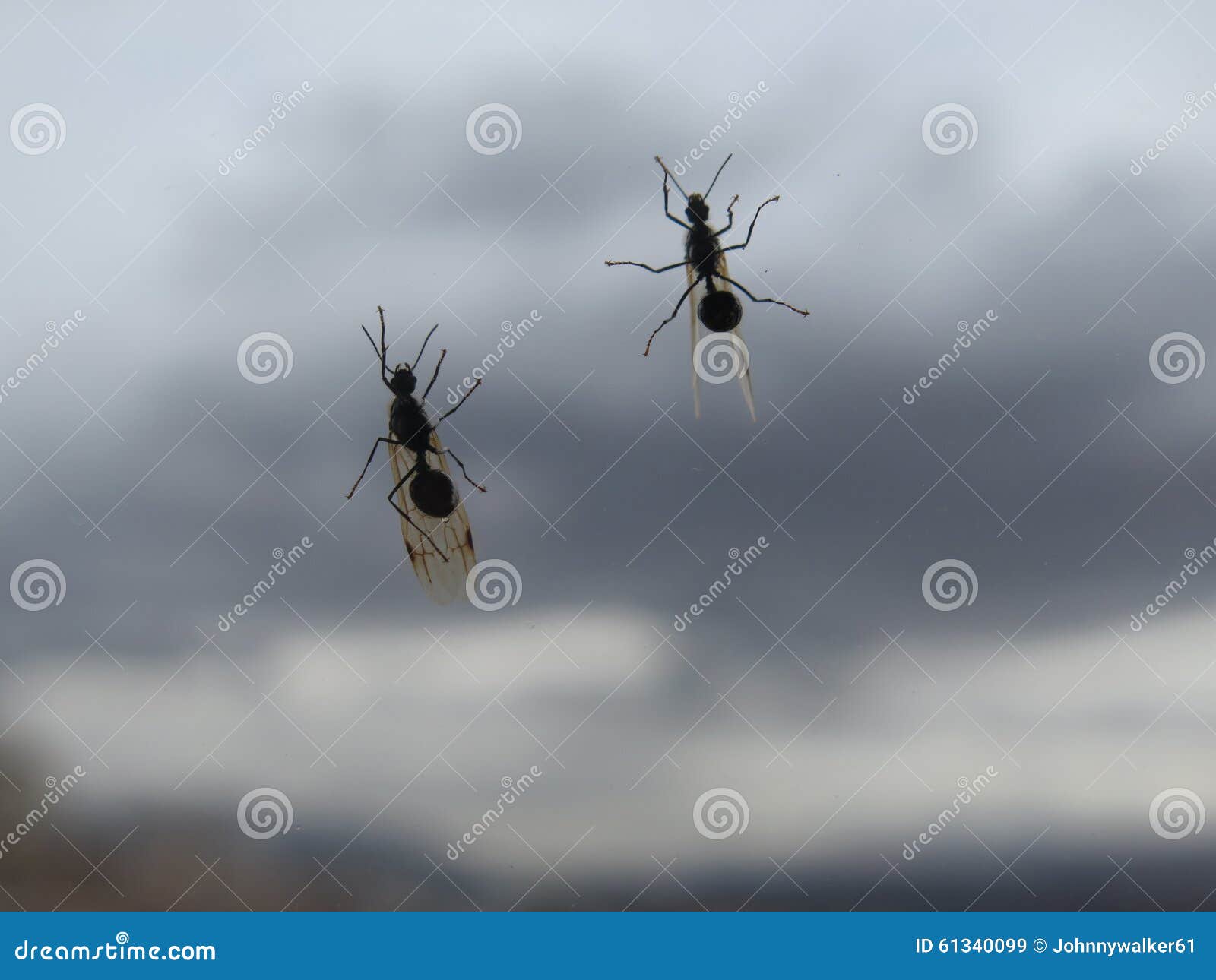 Flying ants on window stock image. Image of flying, resting - 61340099