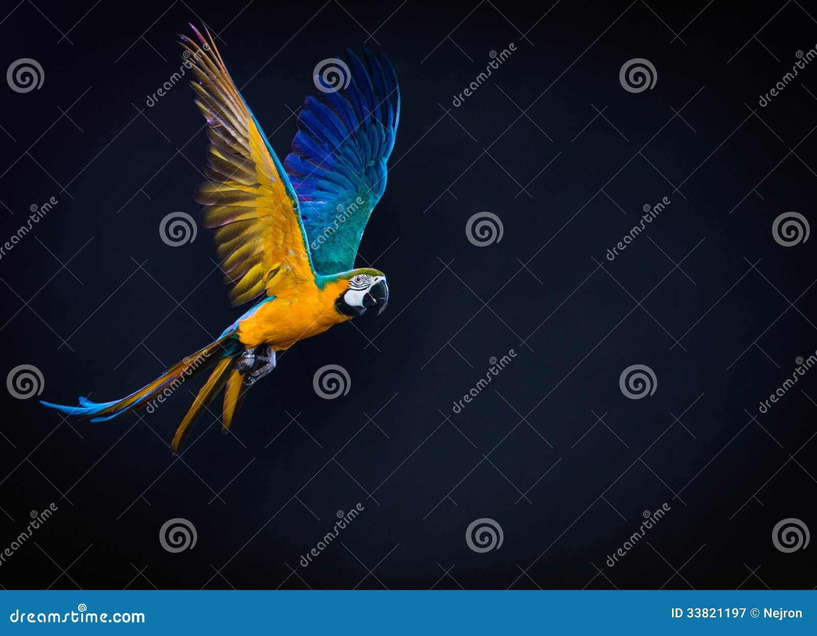 Flying Ara stock image. Image of flying, pretty, feather - 33821197
