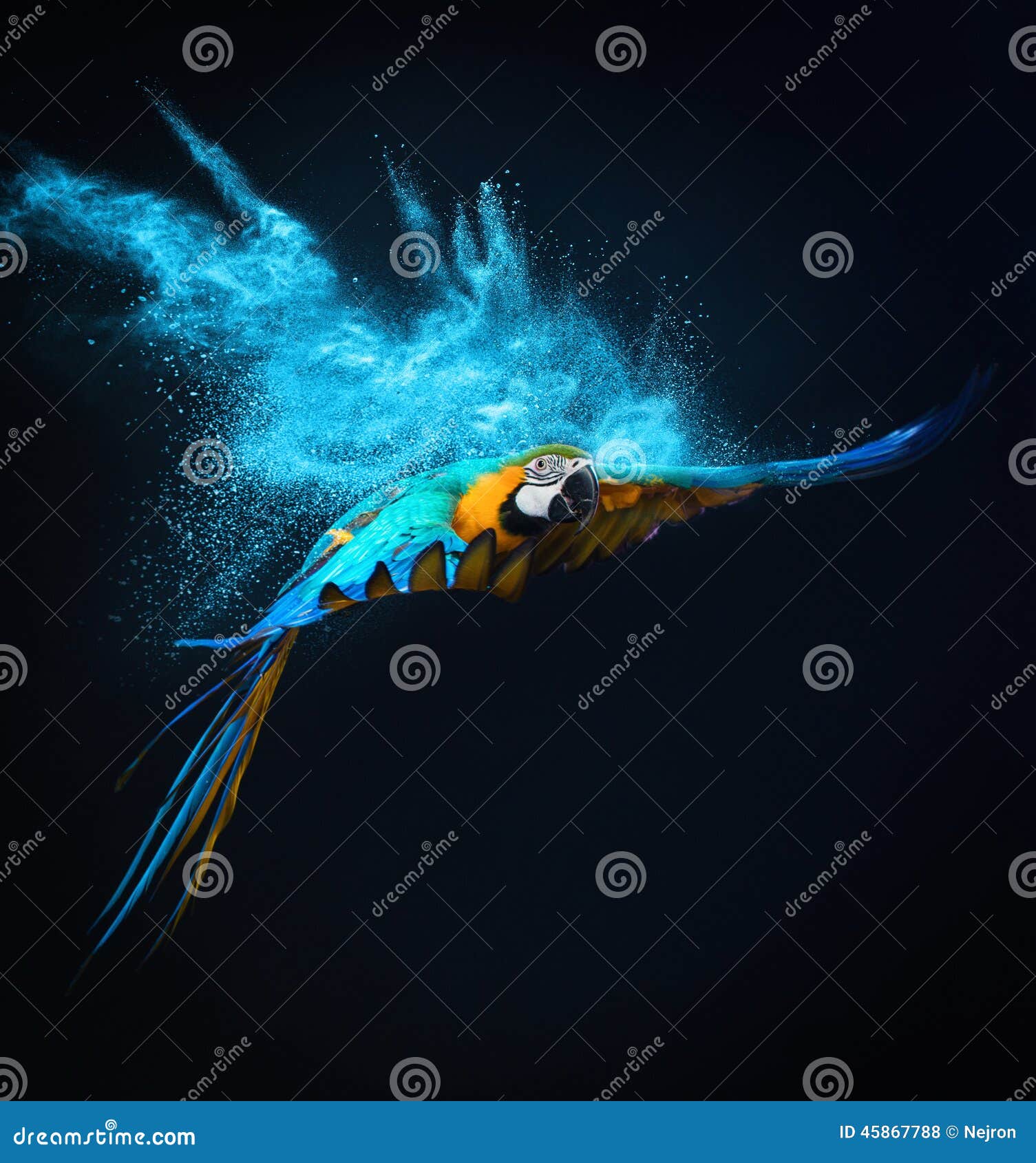 Flying Ara parrot stock photo. Image of exploding, piece - 45867788