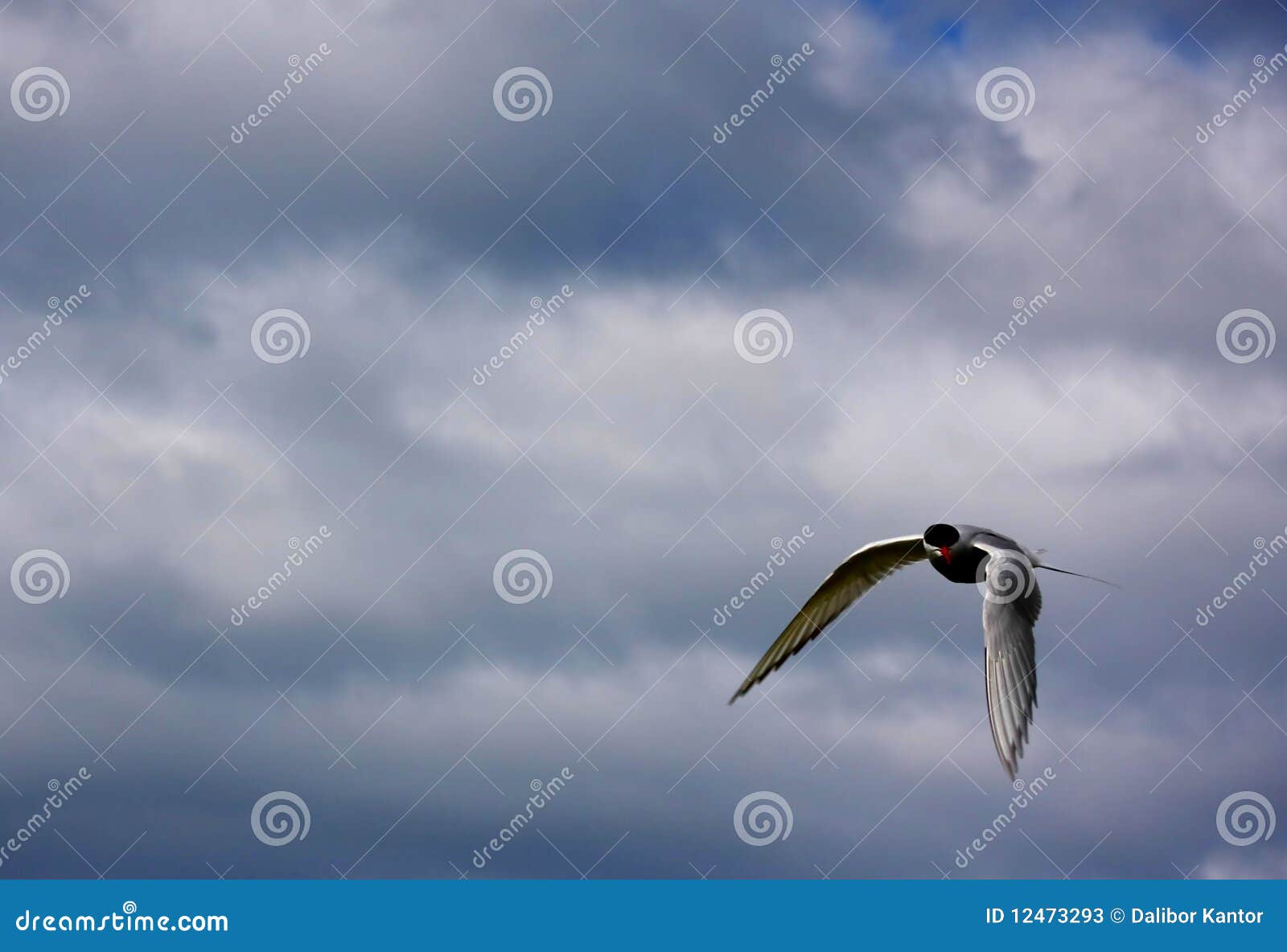 Flying Arctic Tern stock image. Image of maritime, nesting - 12473293