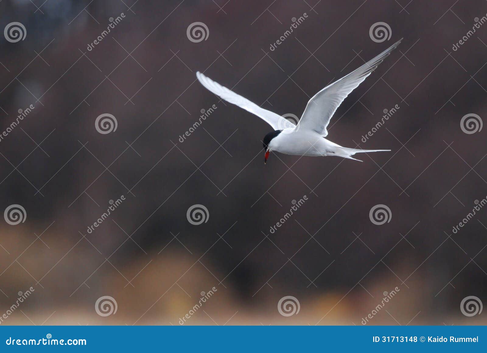 Flying Arctic Tern stock photo. Image of nature, seabird - 31713148